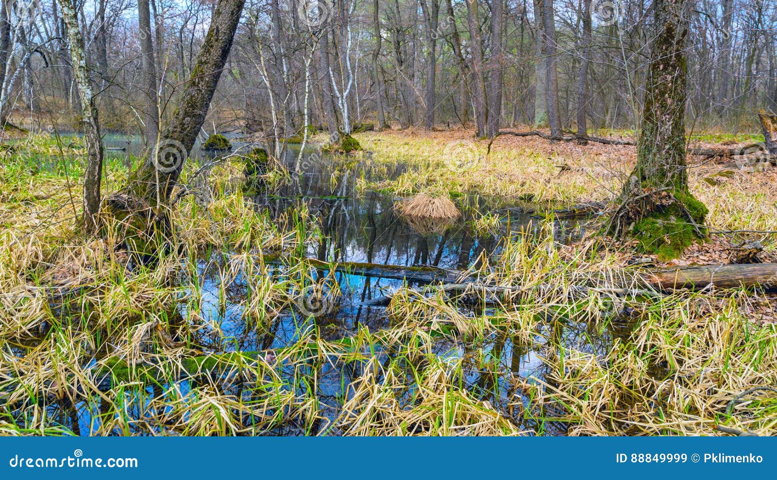 Spring bog in forest stock image. Image of plant, forest - 88849999
