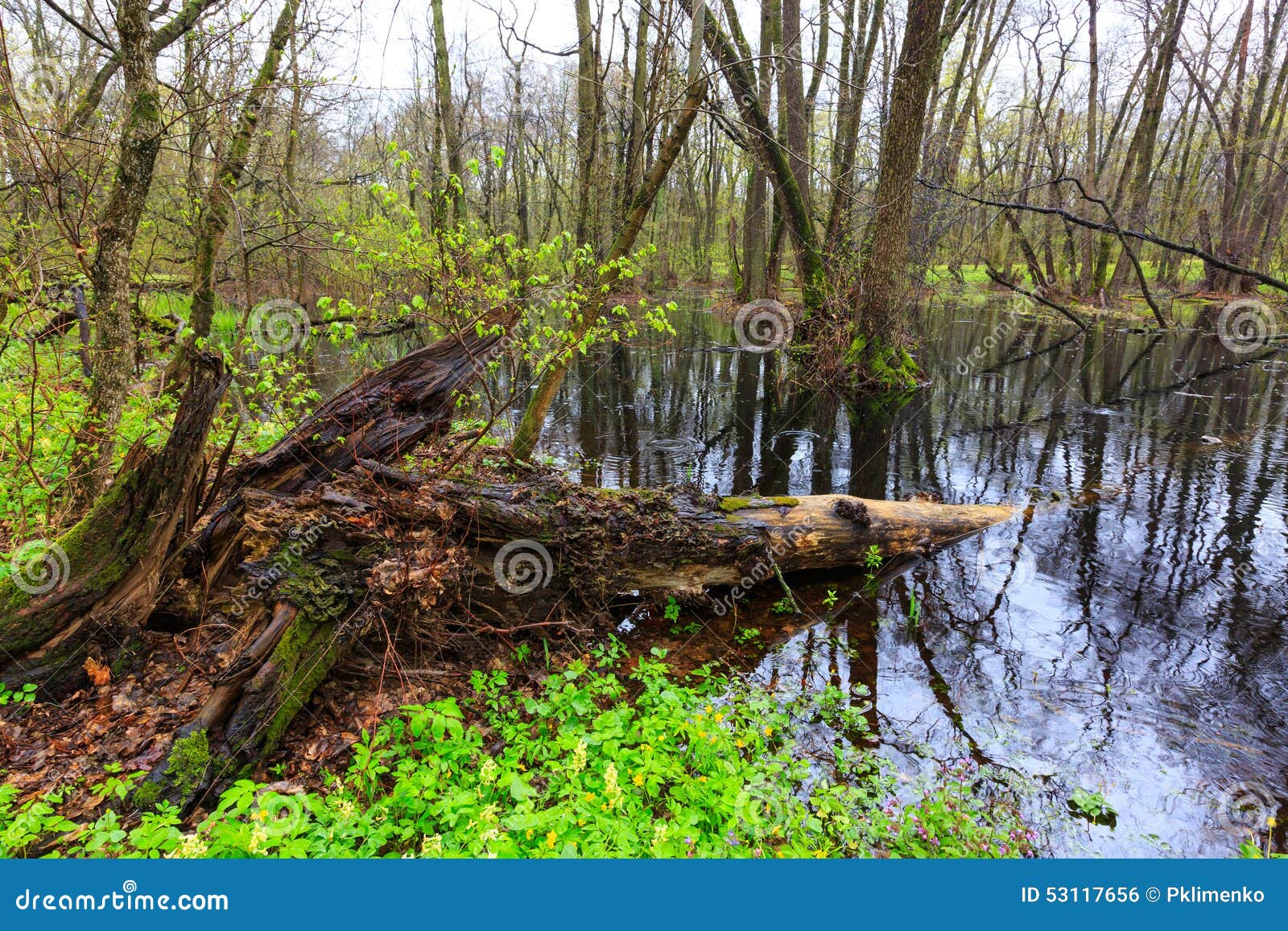 Spring bog in forest stock photo. Image of green, tree - 53117656