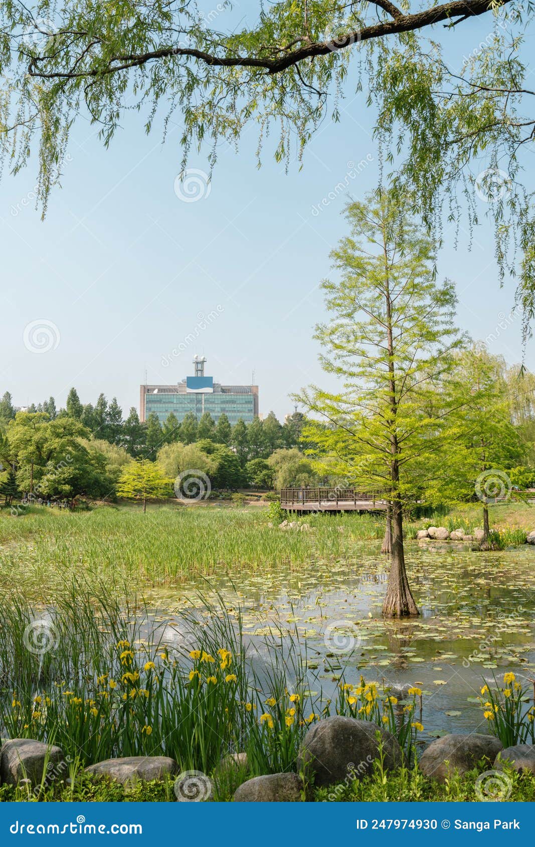 Spring of Boramae Park in Seoul, Korea Stock Photo - Image of nature ...