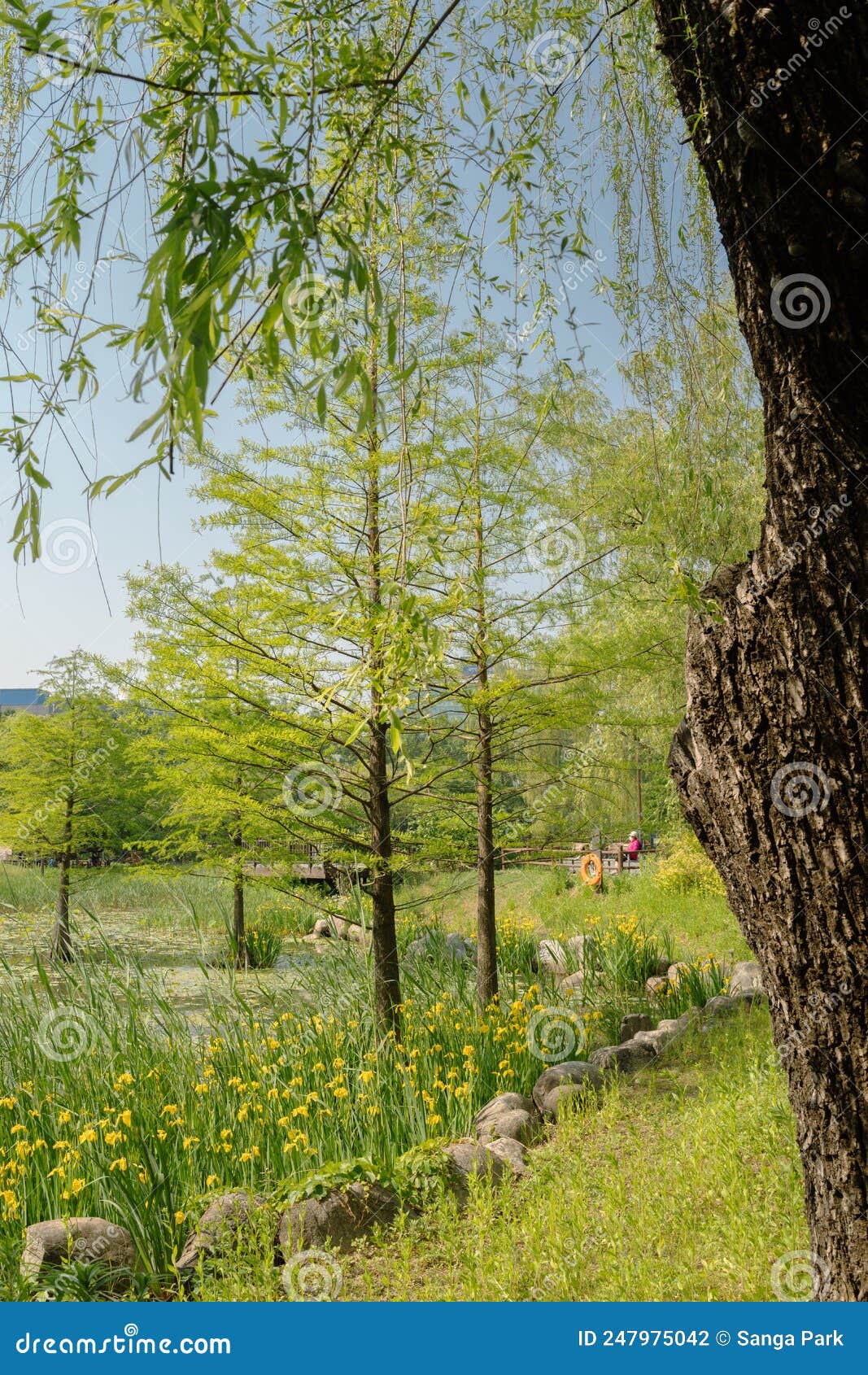 Spring of Boramae Park in Seoul, Korea Stock Photo - Image of idyllic ...