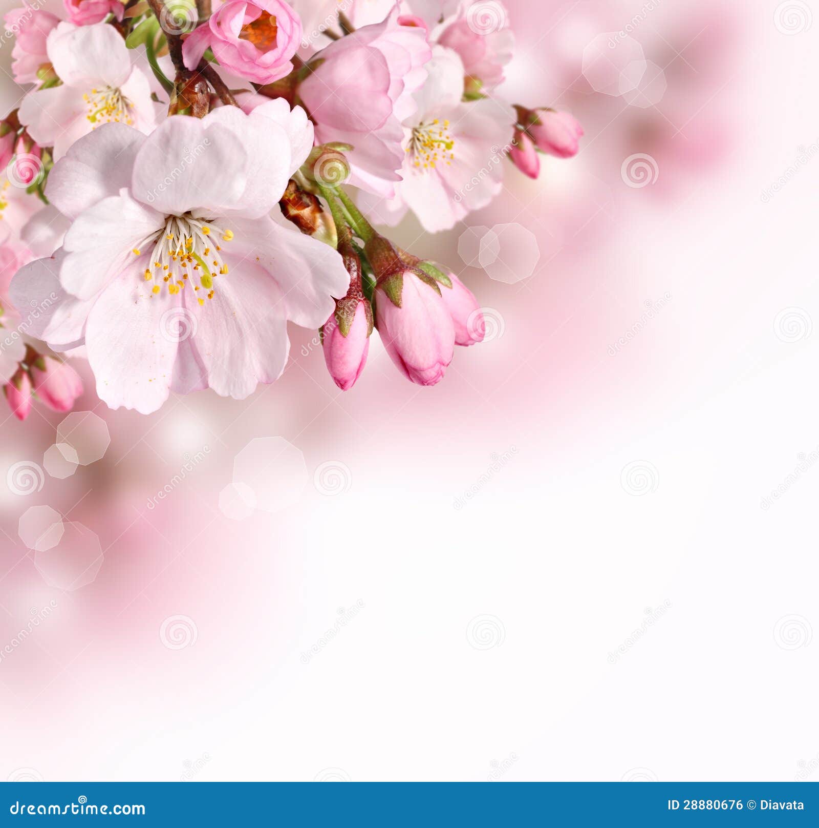 Spring Border Background With Pink Blossom Royalty Free Stock Image ...