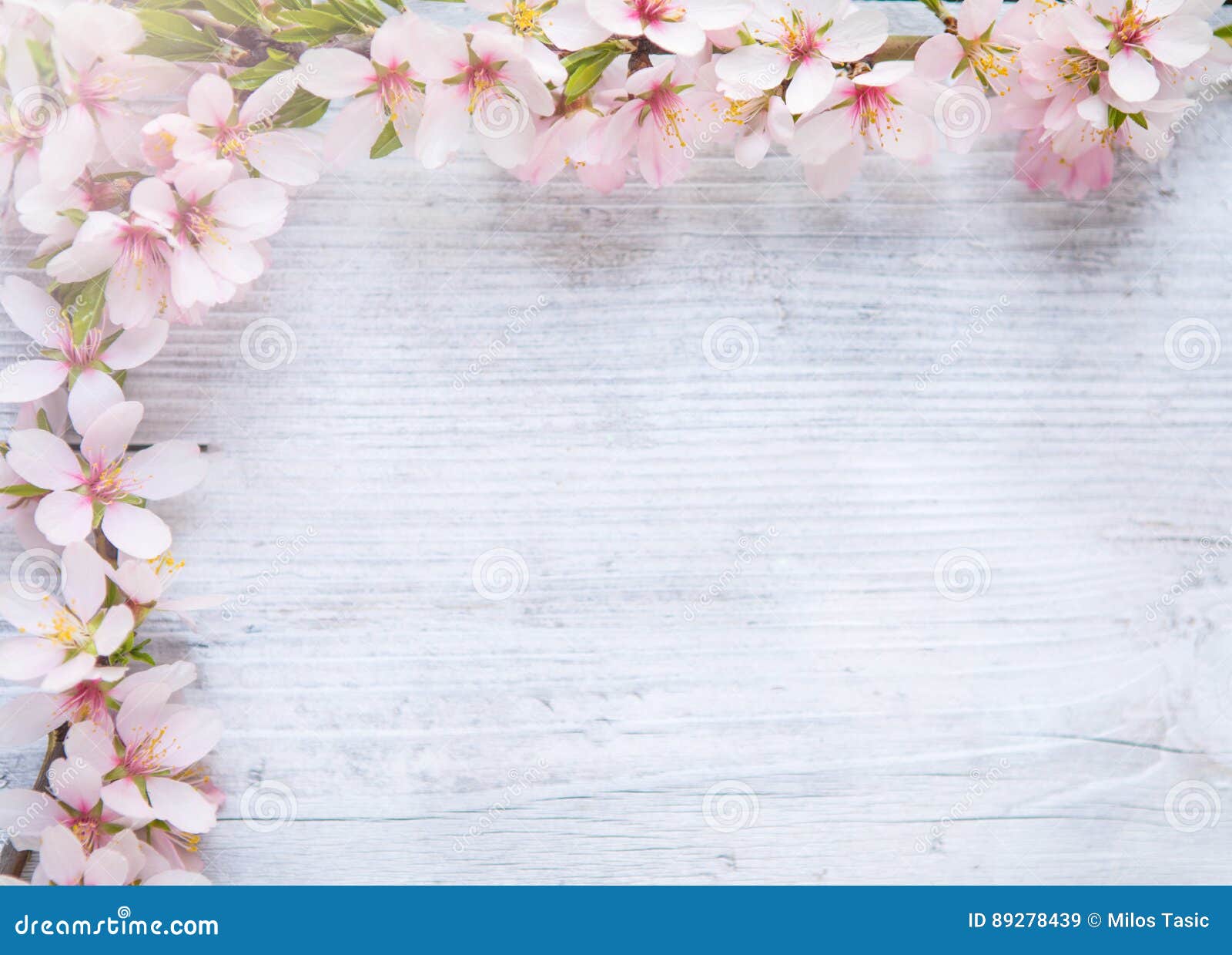 Spring Border Background with White Blossom Stock Image - Image of ...