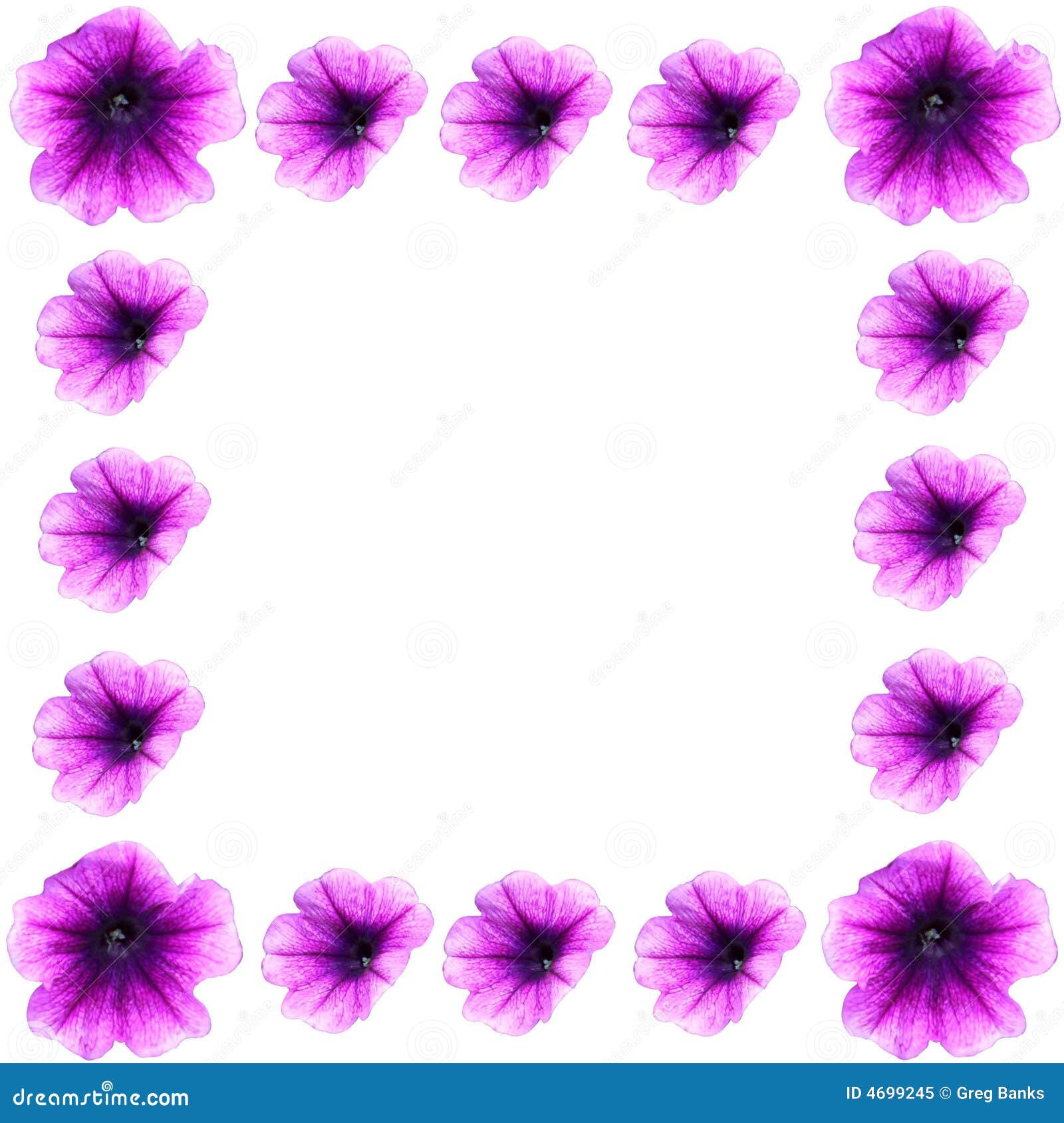 Spring border petunias stock image. Image of petunias - 4699245