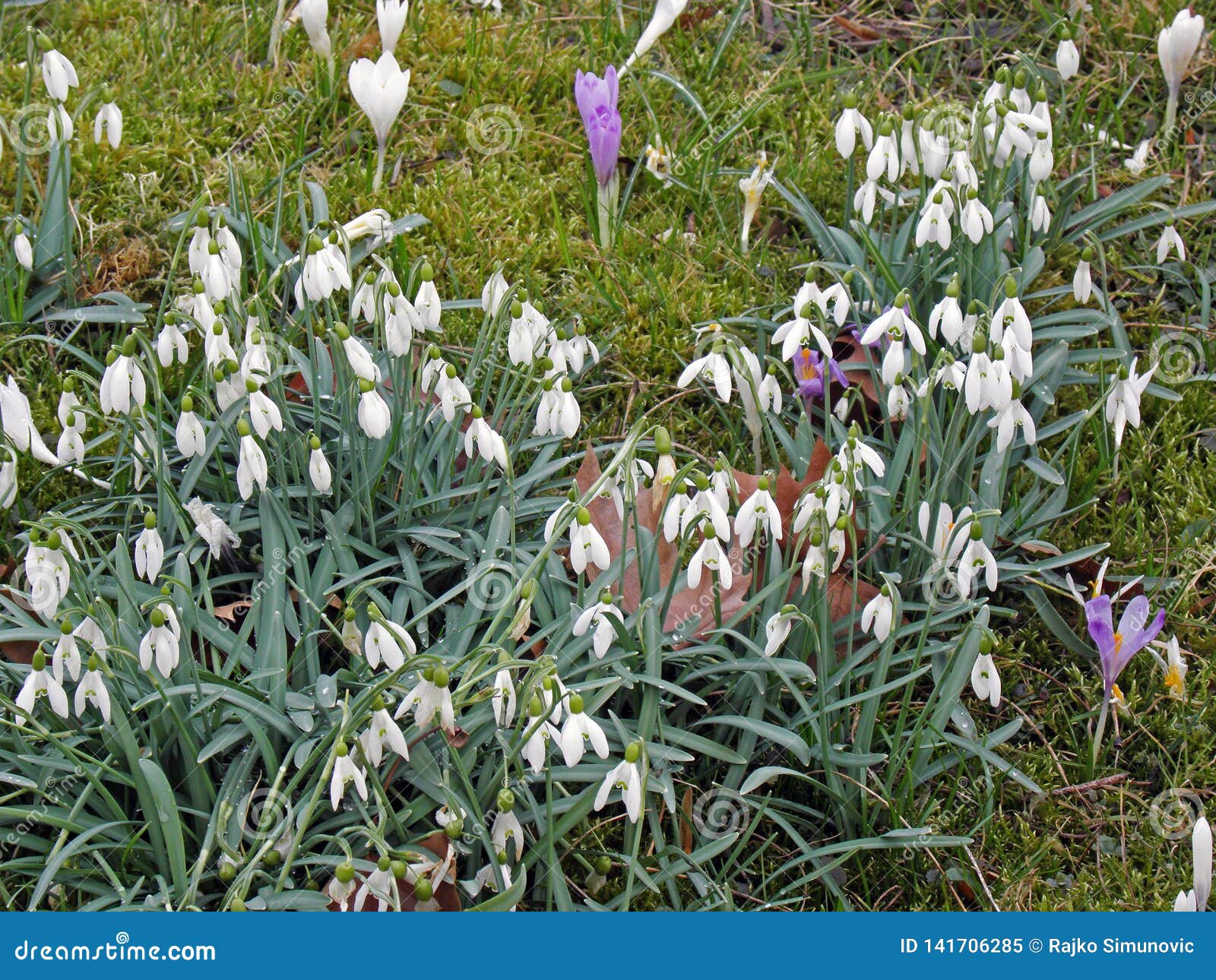 Spring in Botanical Garden,Zagreb,Croatia,9 Stock Image - Image of ...