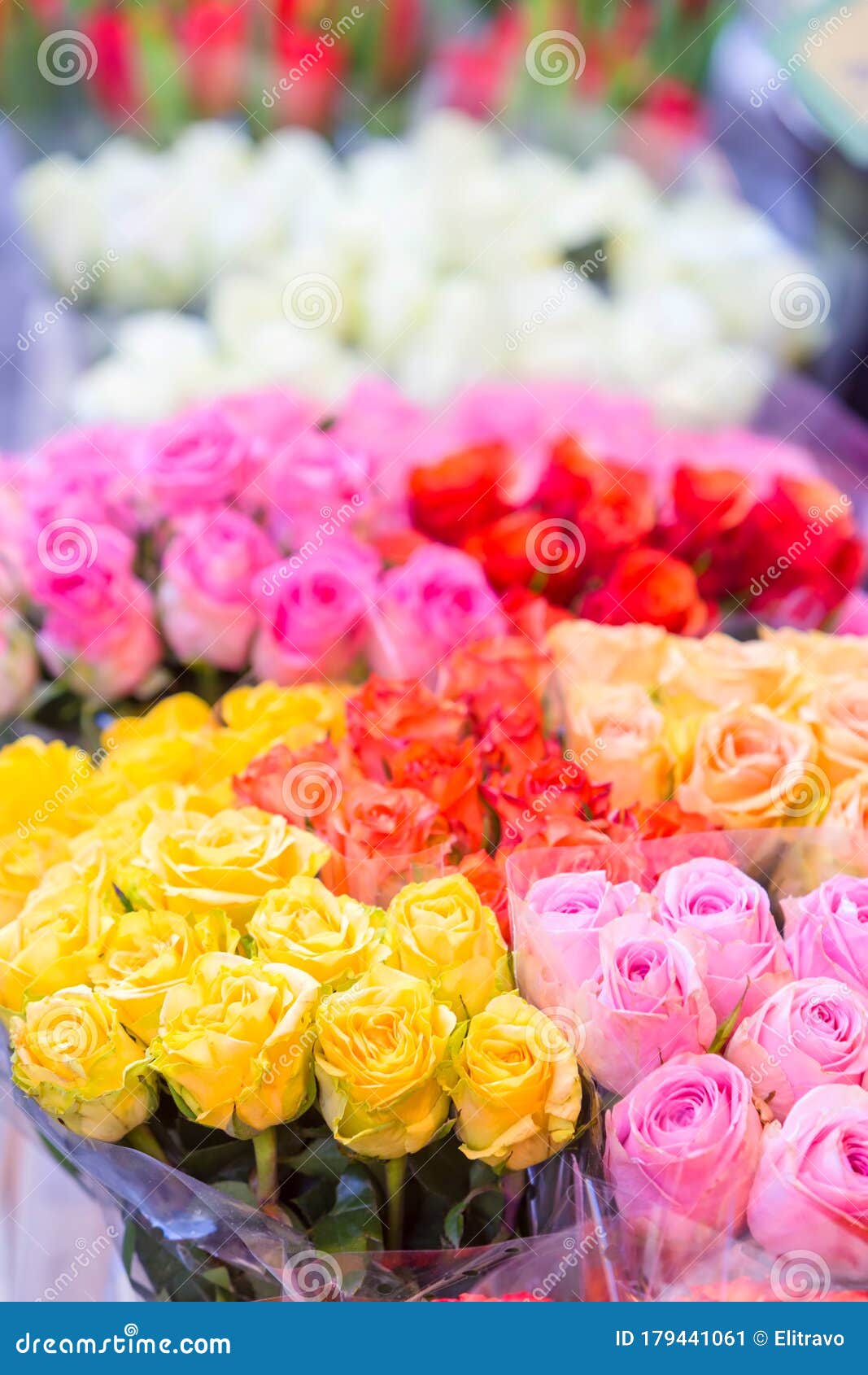 Spring Bouquet of Colors Roses Stock Image - Image of colors, garden ...