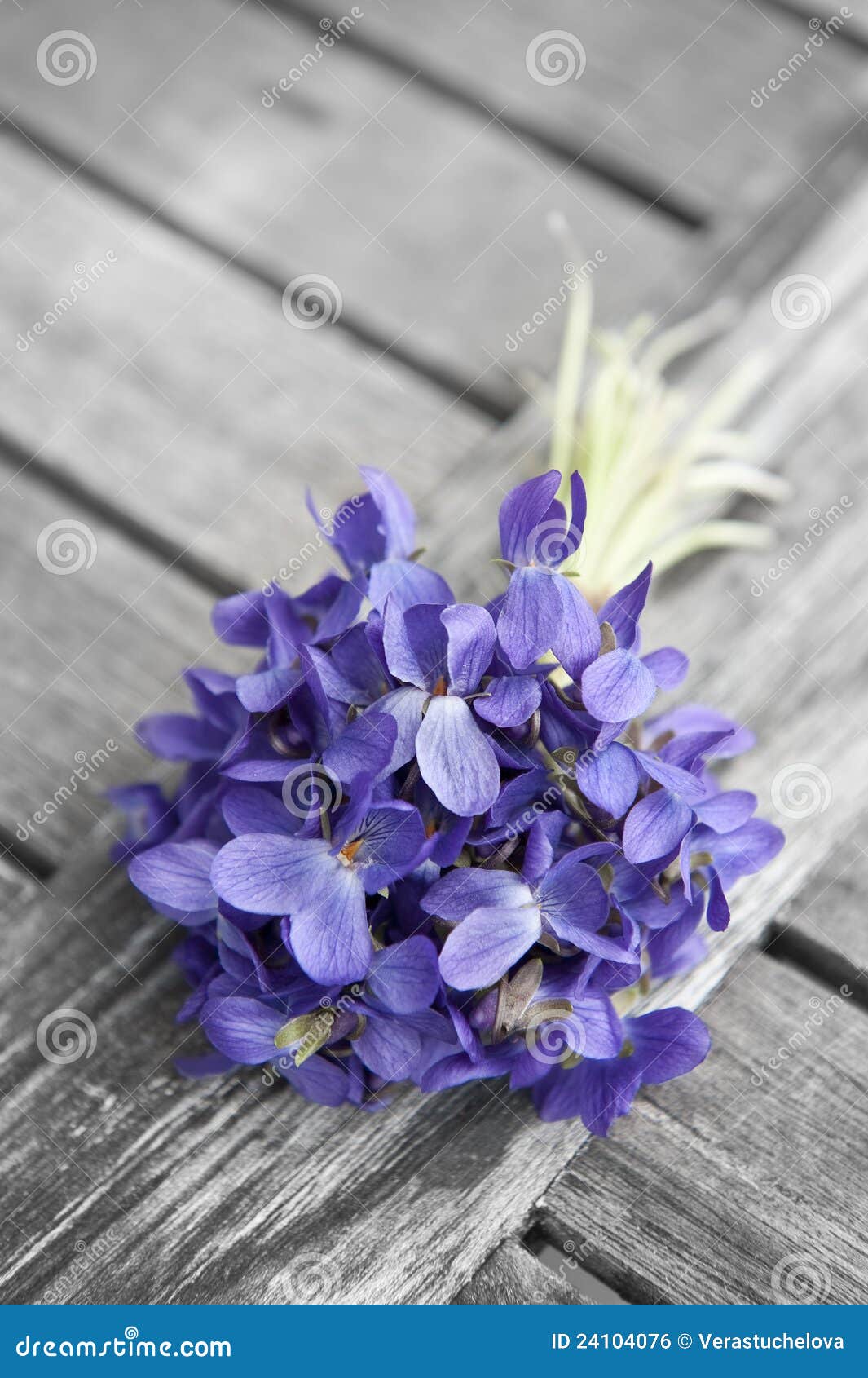 Spring bouquet of violets stock photo. Image of blooming - 24104076