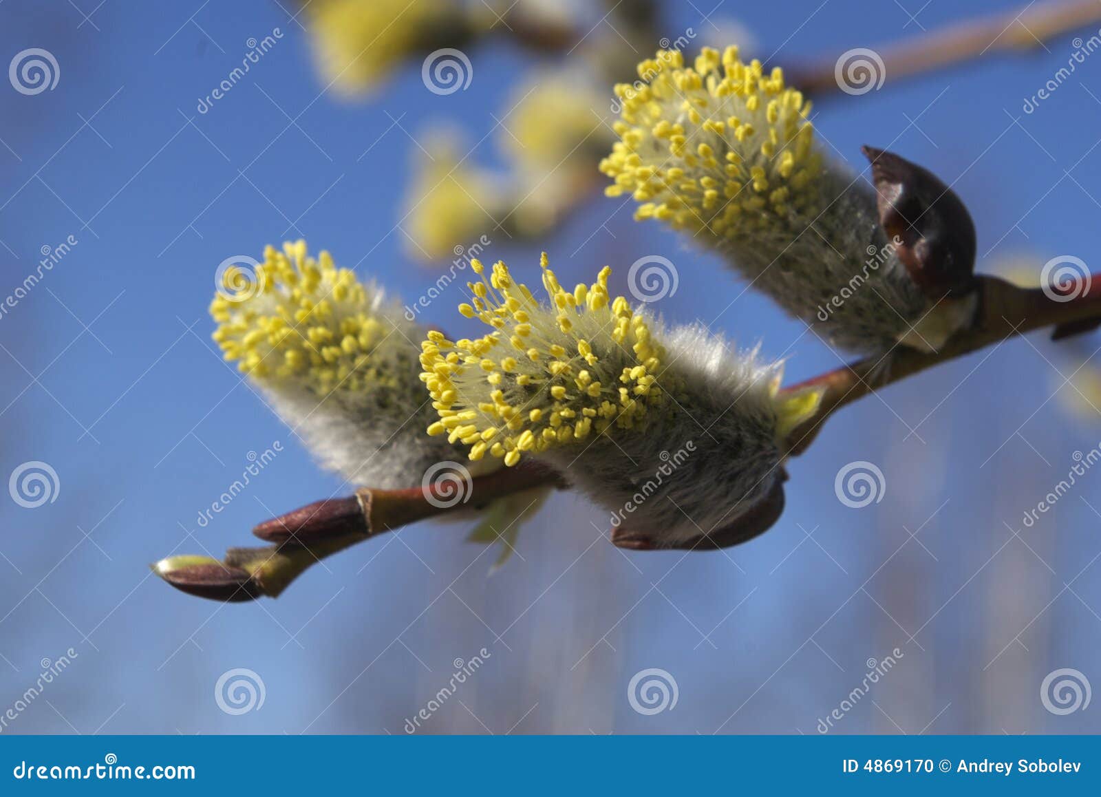 Spring Branch stock photo. Image of willow, april, spring - 4869170