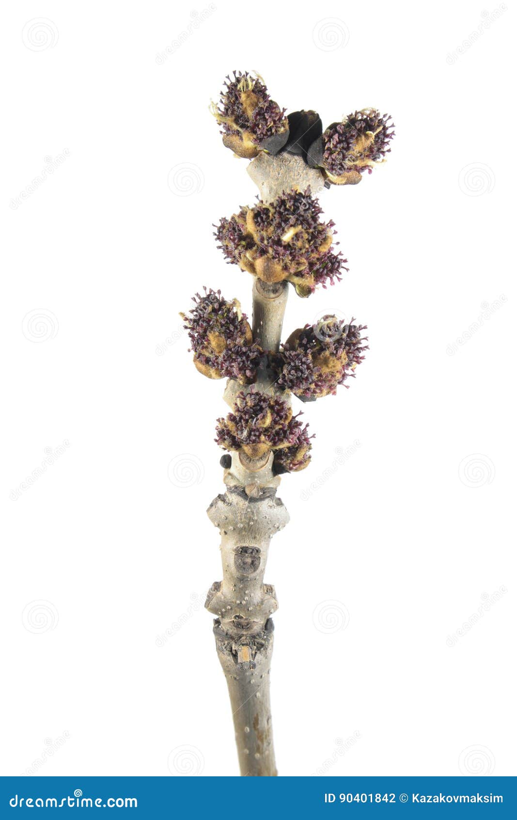 Spring Branch of Ash Fraxinus Excelsior with Buds and Flowers Isolated ...
