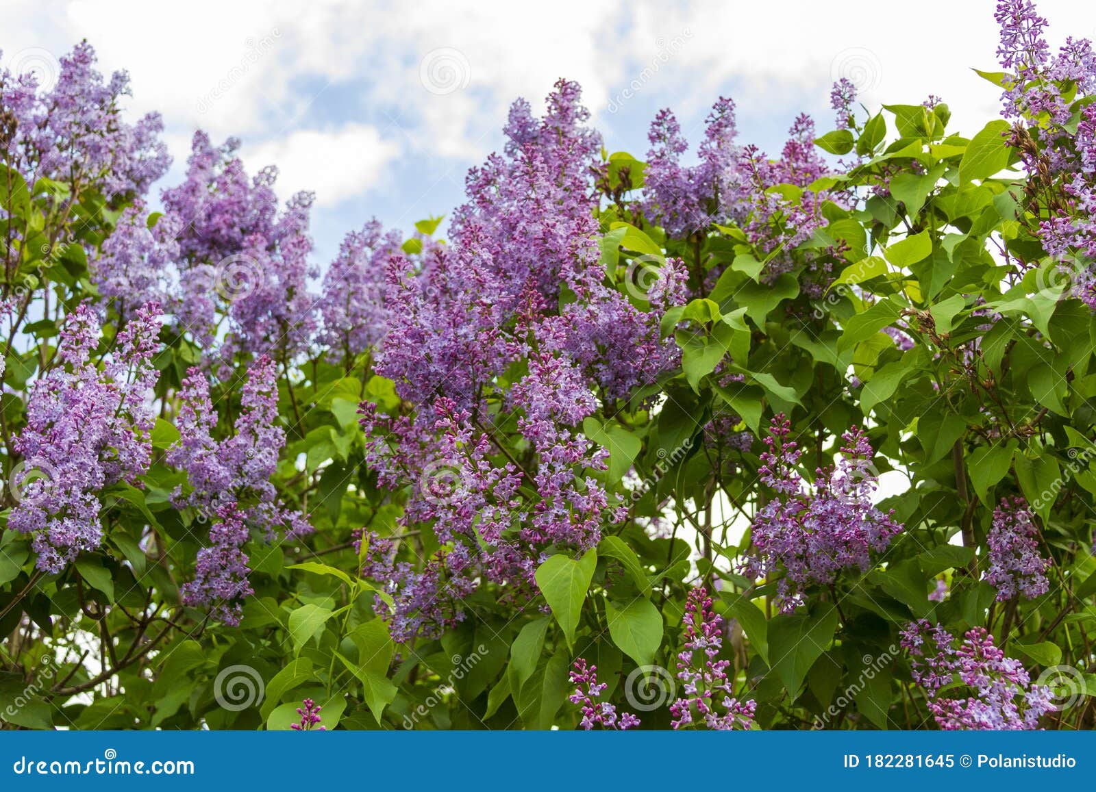 Spring Branch of Blossoming Lilac Against the Sky Stock Image - Image ...