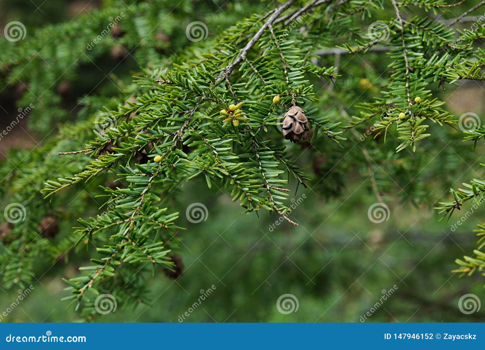 Spring Branch with Cone and Flowers of Coniferous Eastern Hemlock Tree ...