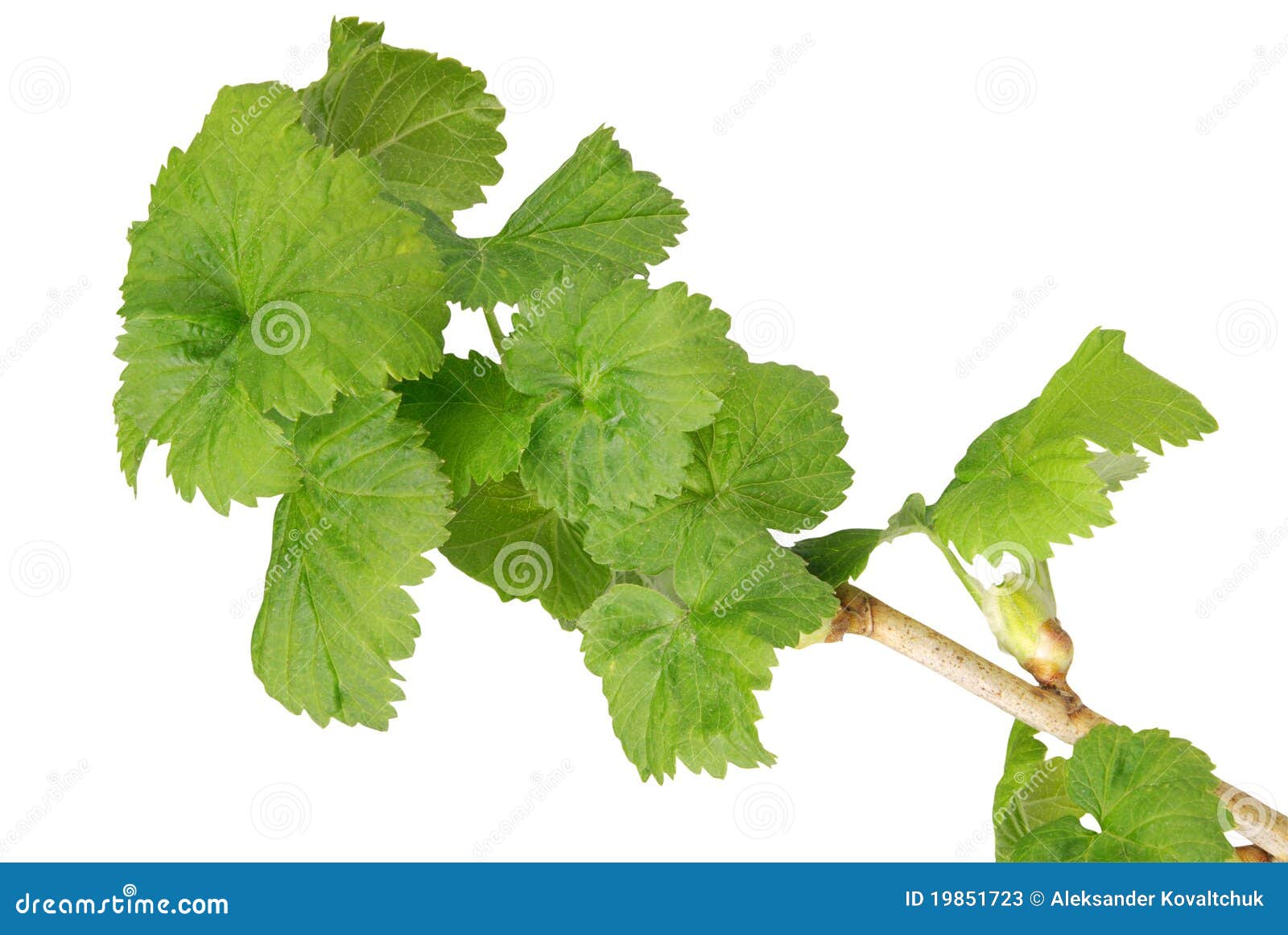 Spring branch of currant stock image. Image of branch - 19851723