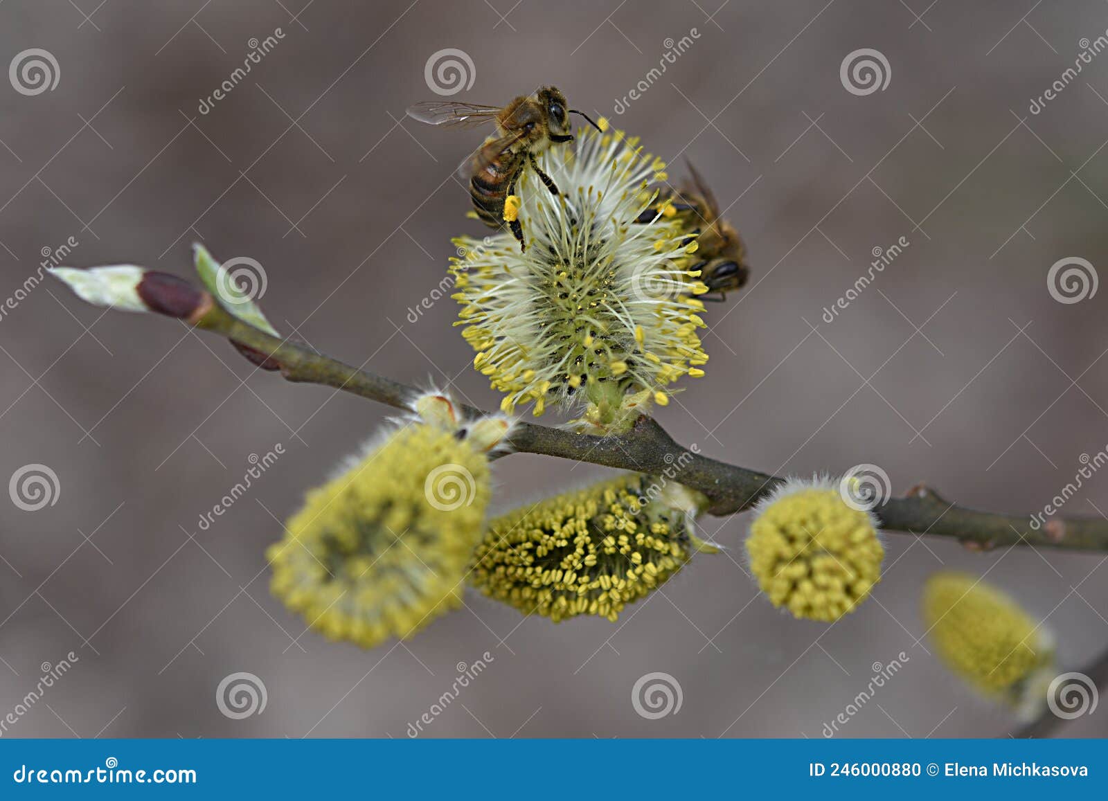 Spring Branch of Flowering Willow Willow with Bees Stock Photo - Image ...