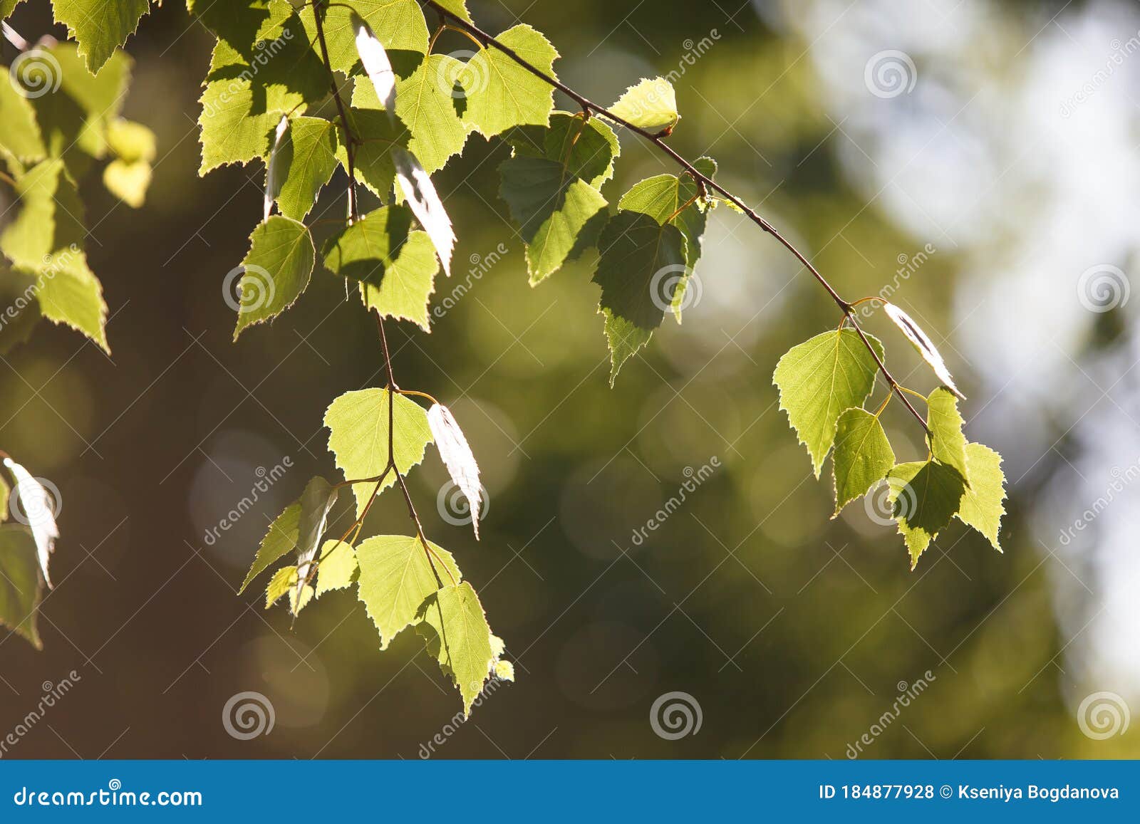 Spring. Branch of Fresh Birch Leaves Stock Photo - Image of growing ...