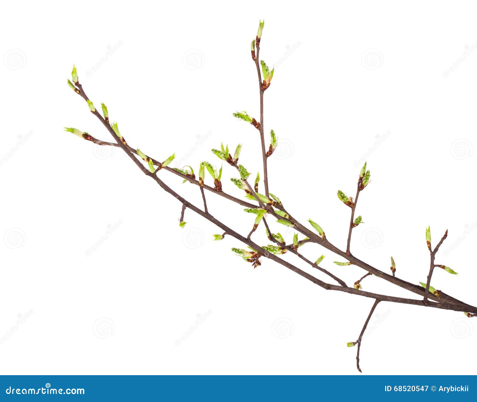 Spring branch isolated stock image. Image of buds, branch - 68520547
