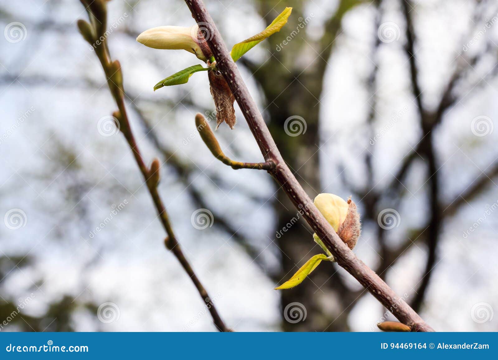 Spring branch landscape stock photo. Image of branch - 94469164