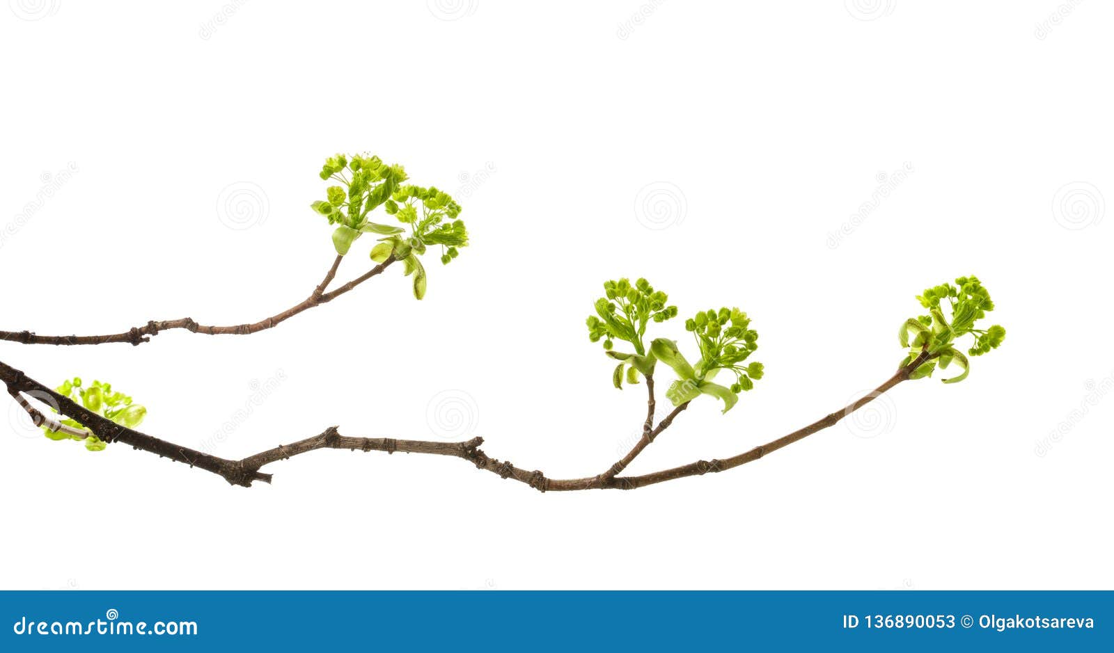 Spring Branch with Leaf Sprouts Isolated on White Background Stock ...