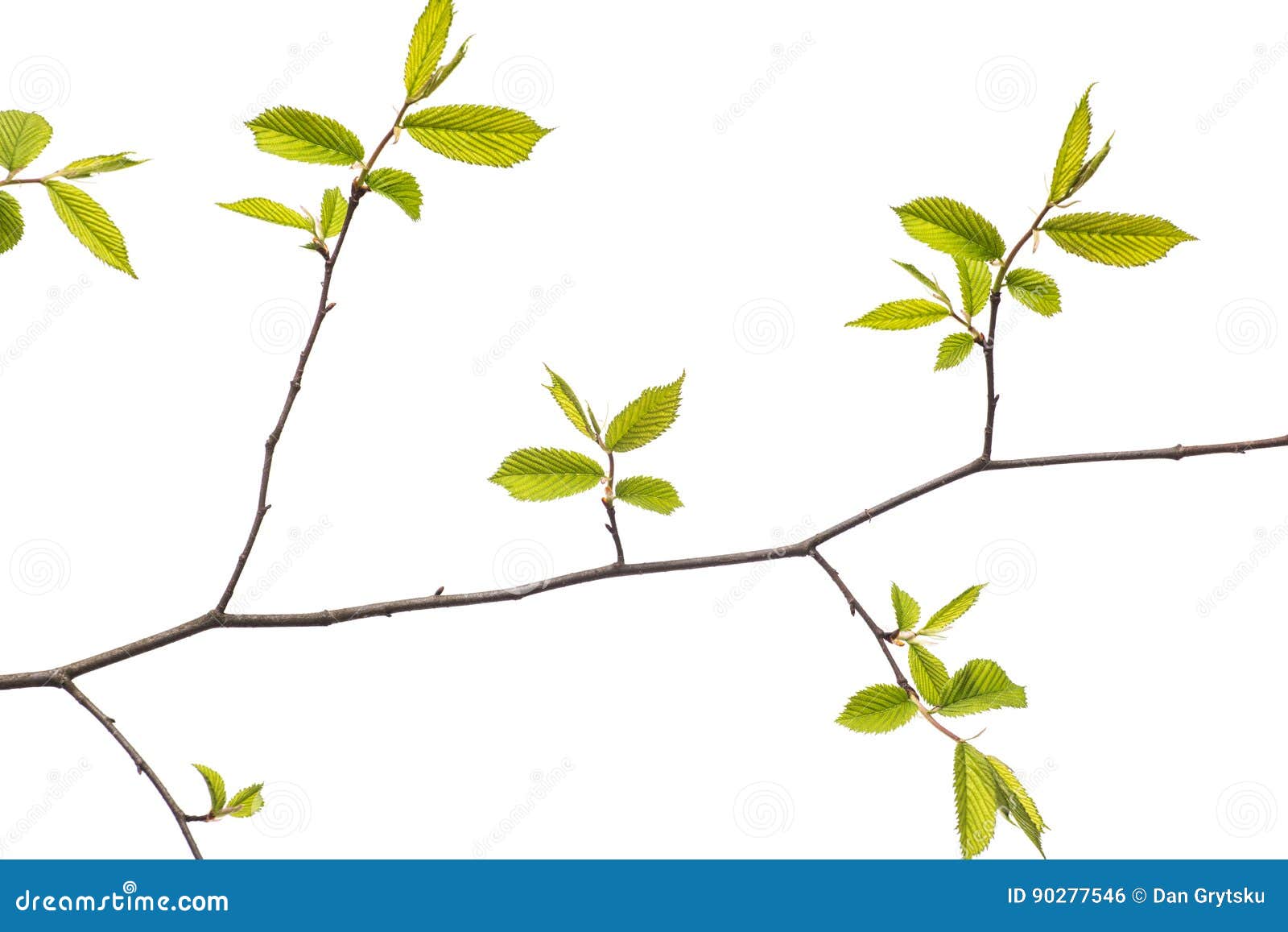 Spring Branch with Leaves on White Background Stock Photo - Image of ...