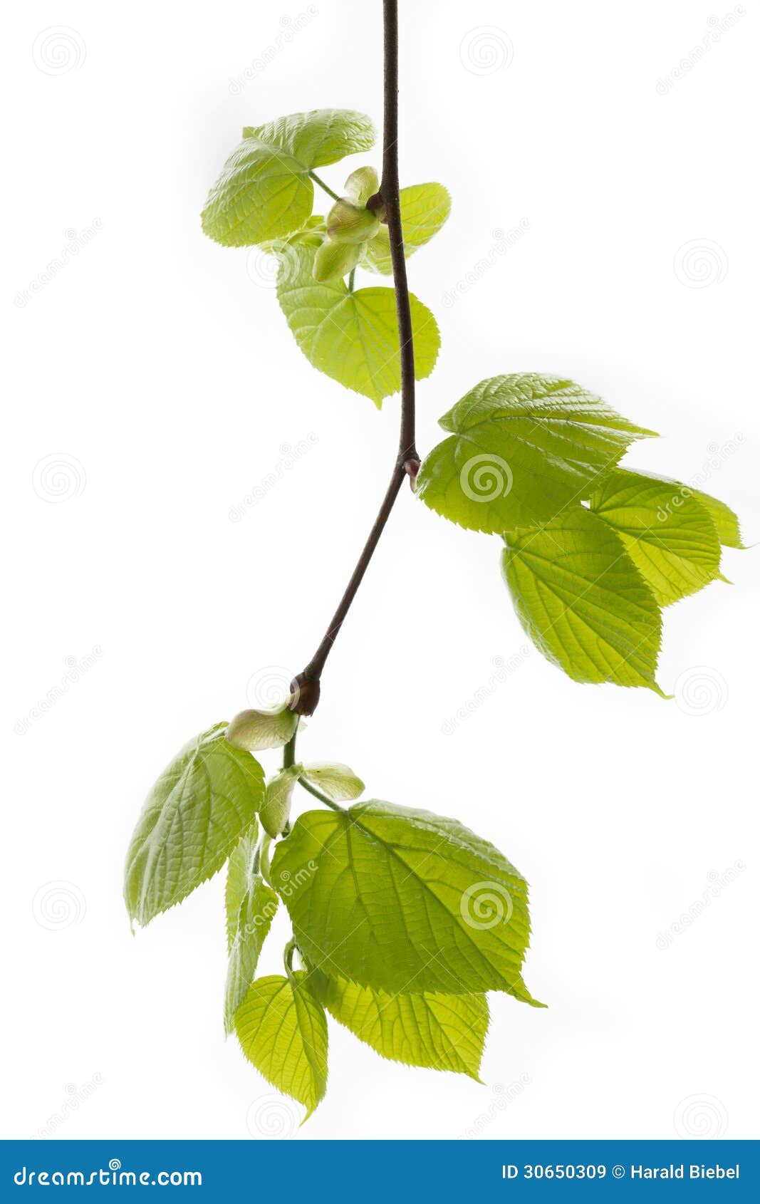 Spring Branch of a Lime Tree Stock Image - Image of lime, single: 30650309