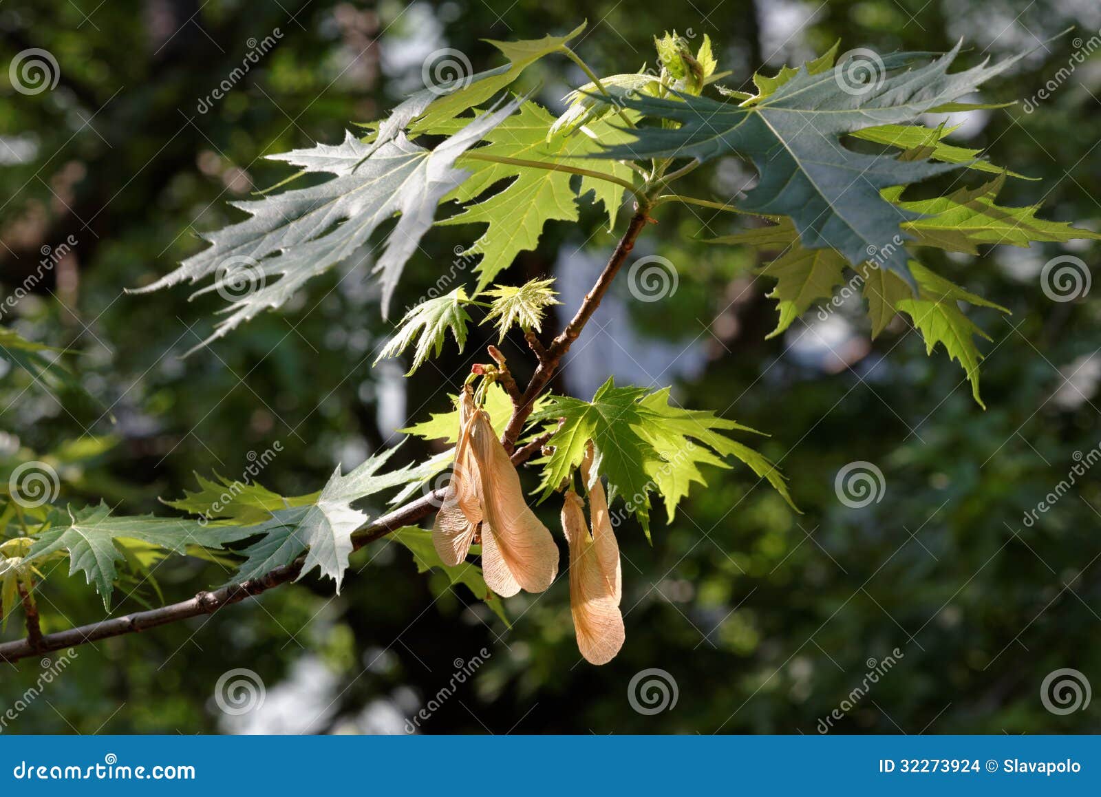 Spring Branch of a Maple Tree with Several Samaras Hanging Down Stock ...
