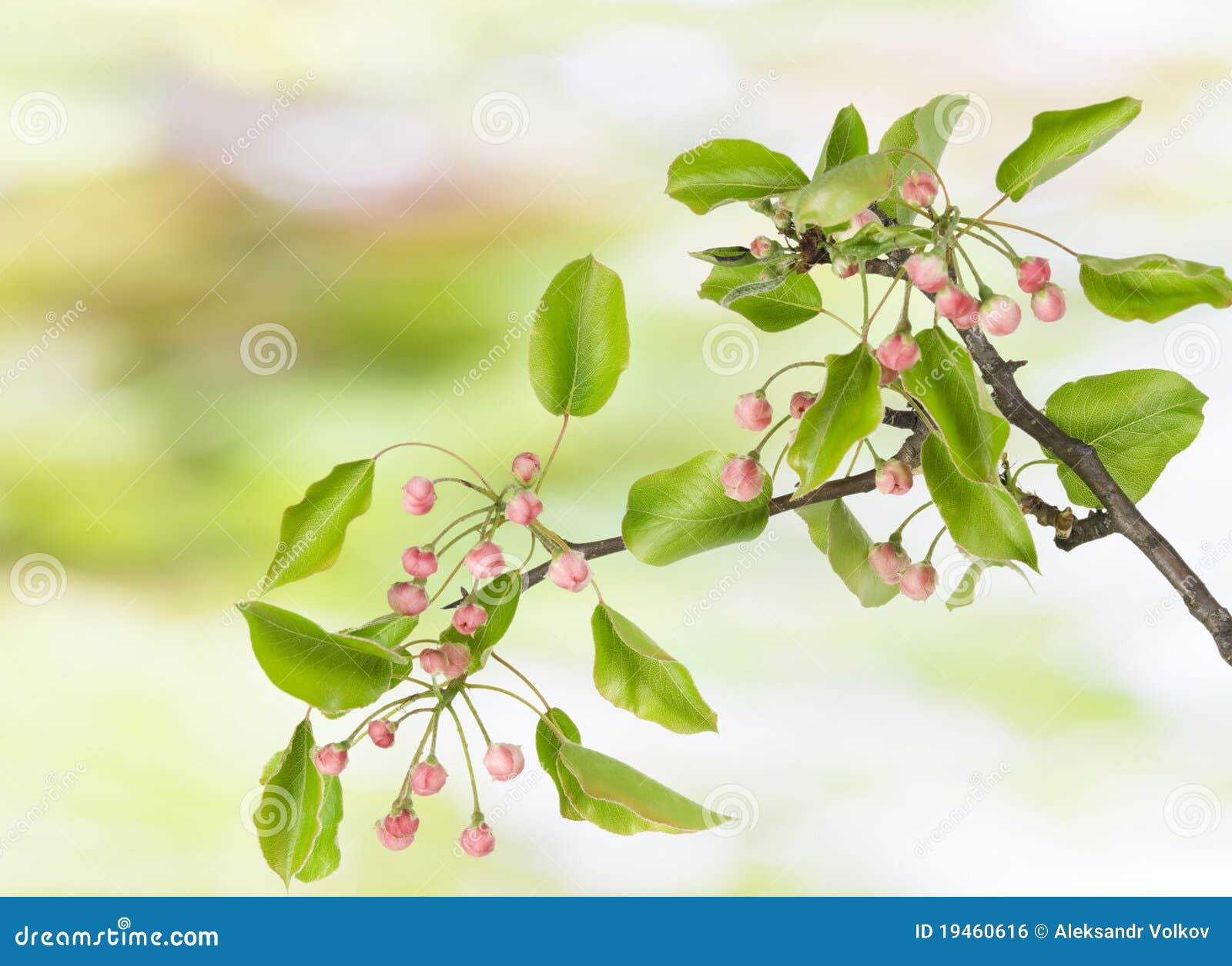 Spring Branch with Pink Buds Stock Photo - Image of floral, blooming ...