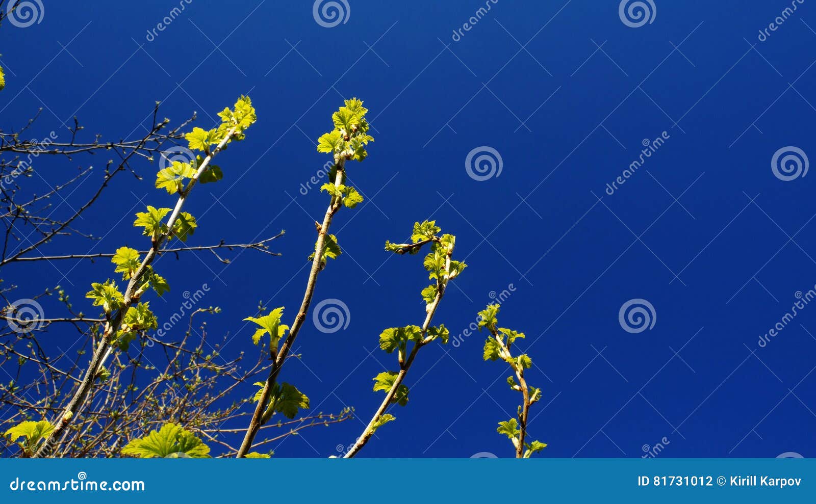 Raspberry Aspiring Stock Photos - Free & Royalty-Free Stock Photos from ...