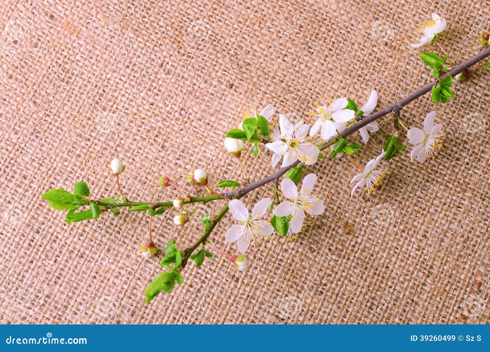 Spring Branch on Sackcloth Background Stock Image - Image of material ...