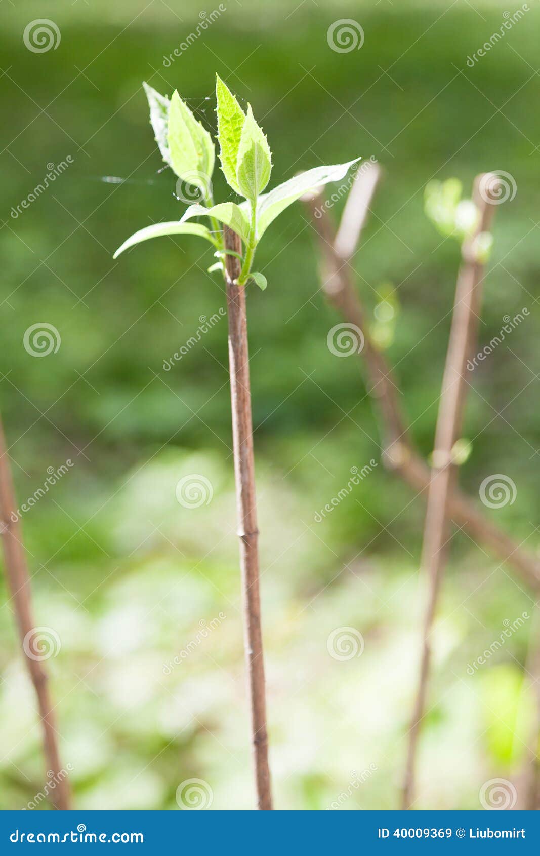 Spring Branch of Sapling Tree Stock Image - Image of seasonal, open ...