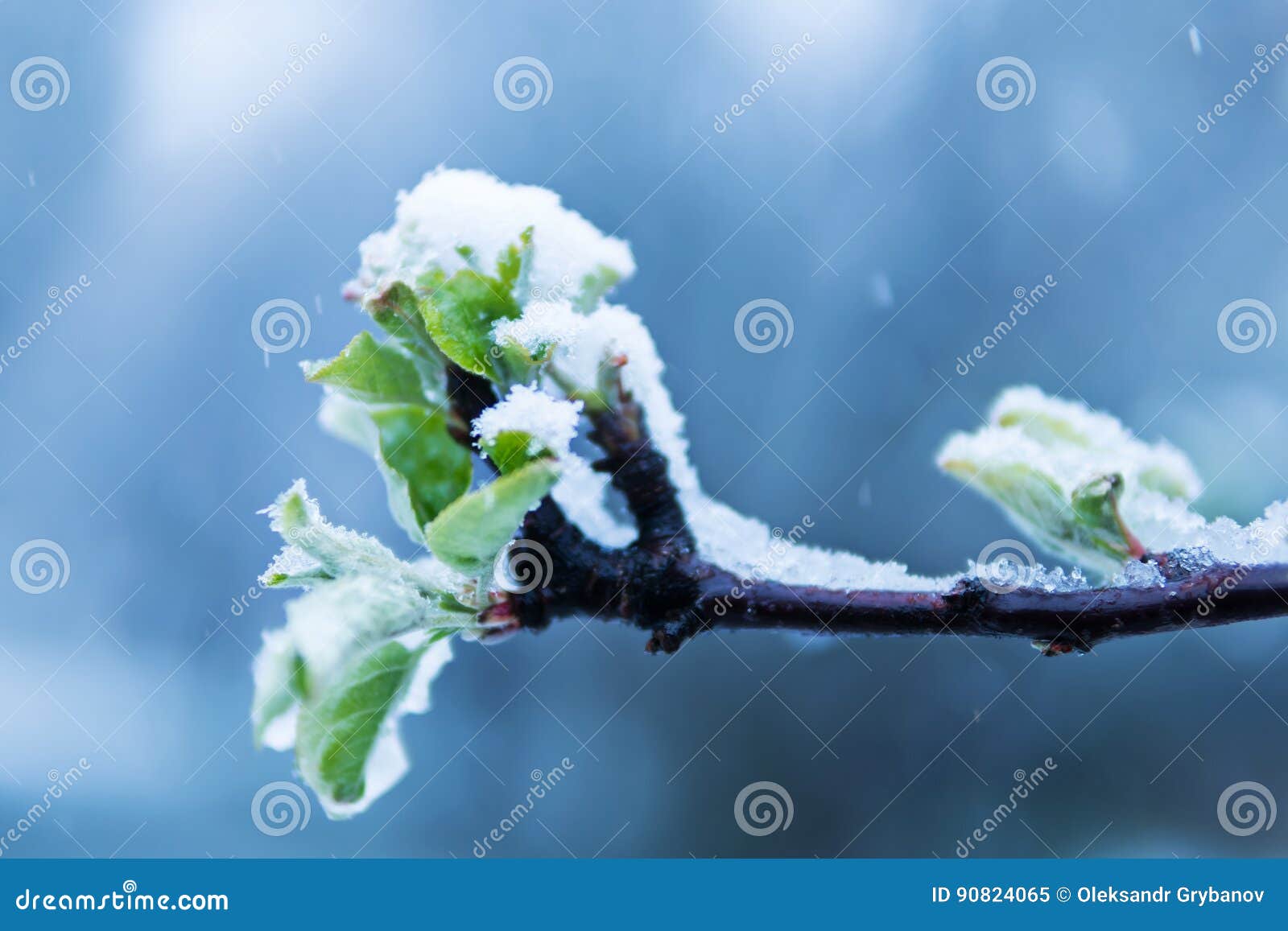 Spring branch in the snow stock image. Image of flora - 90824065