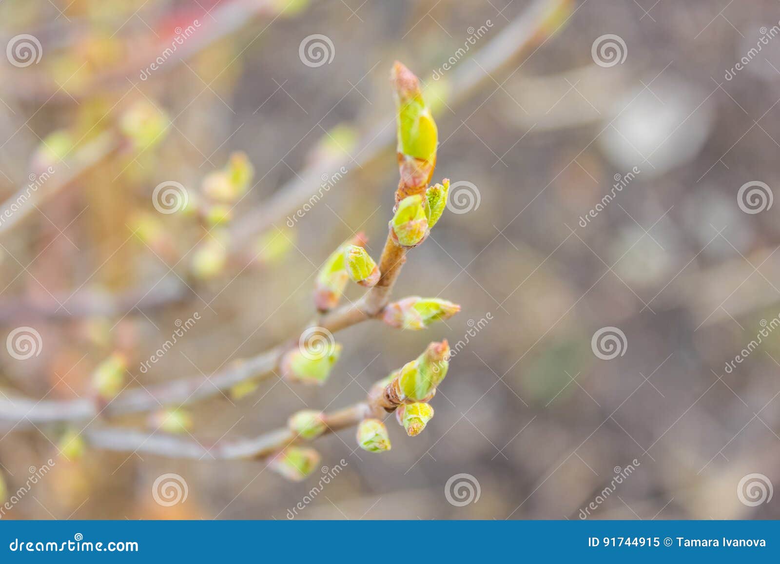 Spring Branch with Swollen Buds. Stock Image - Image of botanical ...