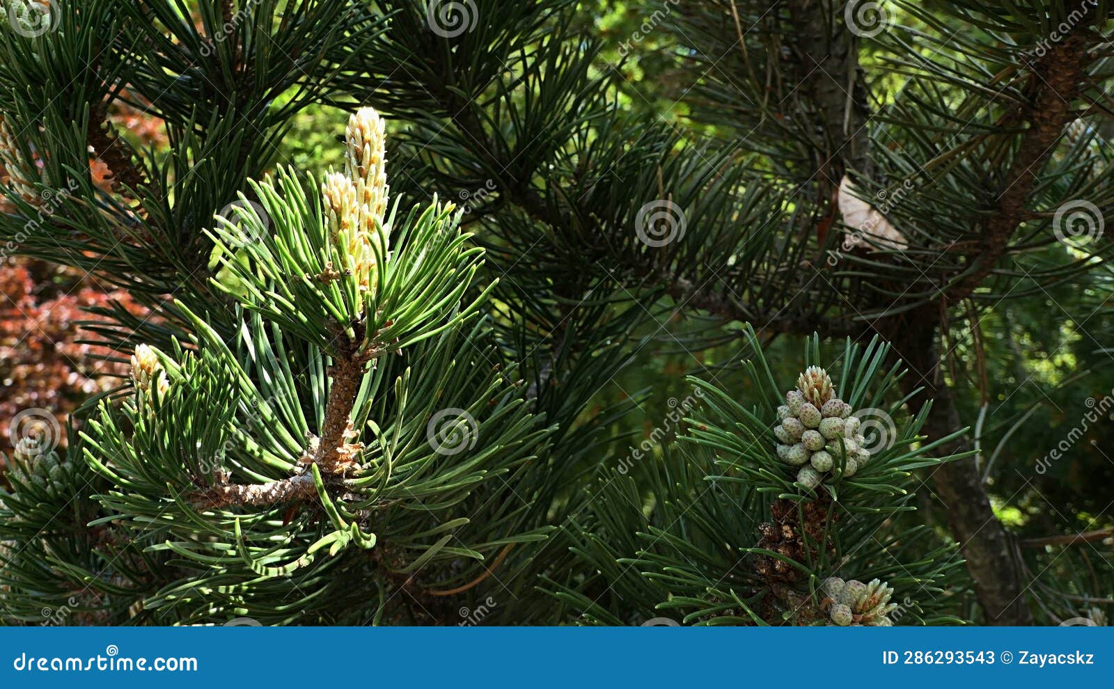 Spring Branch Tip of Coniferous Tree Bog Pine, Also Called Creeping ...