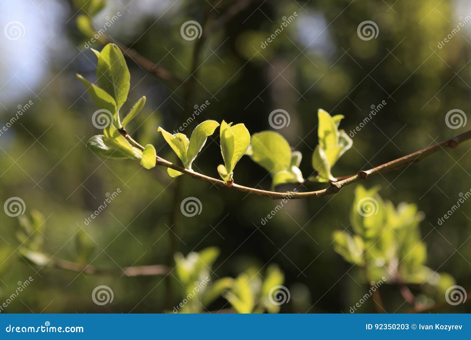Spring branch stock image. Image of yellow, closeup, nature - 92350203