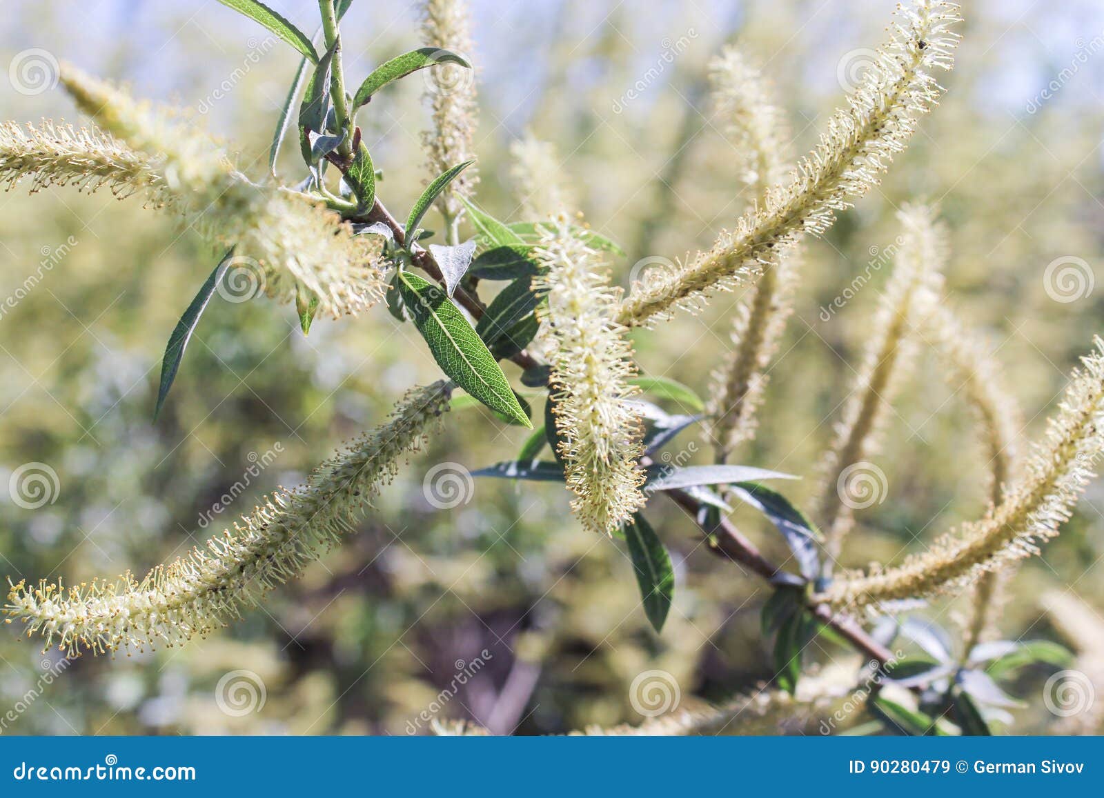 Spring branch of willow. stock image. Image of season - 90280479