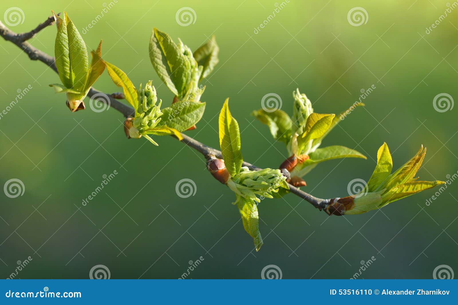Spring branch stock photo. Image of bush, glade, fresh - 53516110