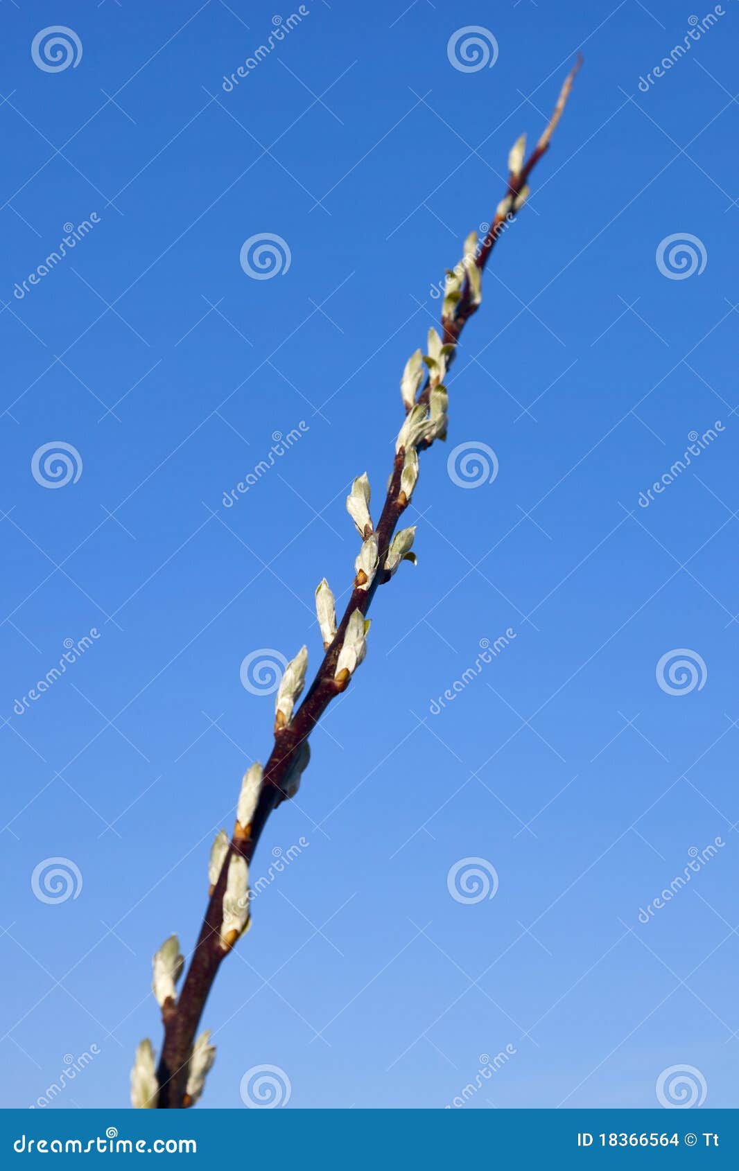 Spring branches stock photo. Image of urban, branch, scene - 18366564