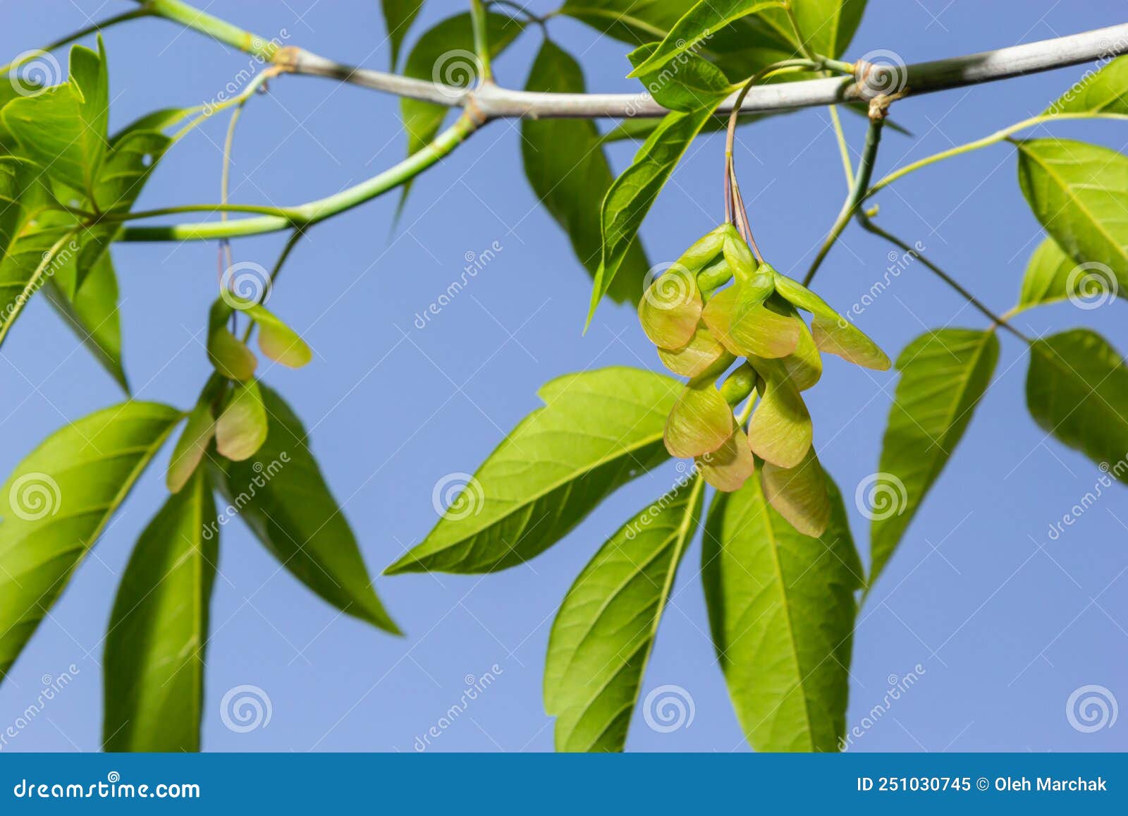 Spring Branches of Ash Maple Tree with Green Leaves Close-up in City ...