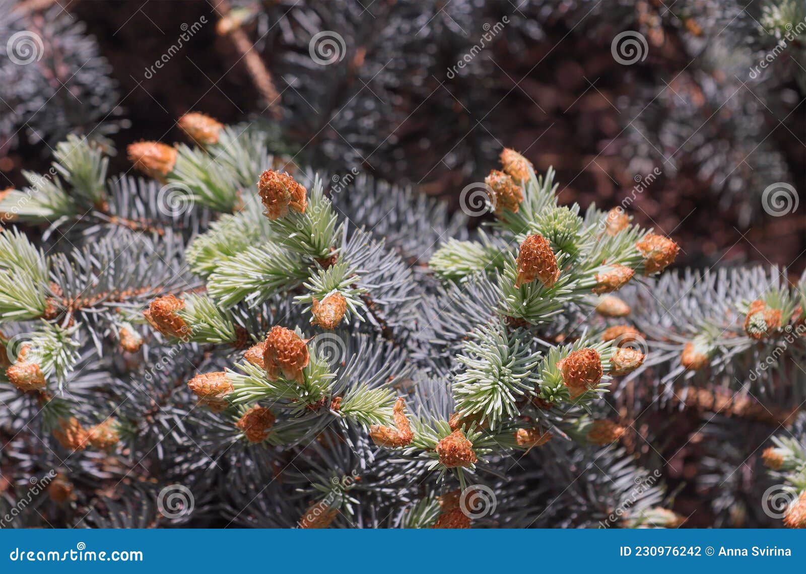 Spring Branches of Blue Spruce Tree Stock Photo - Image of spring ...