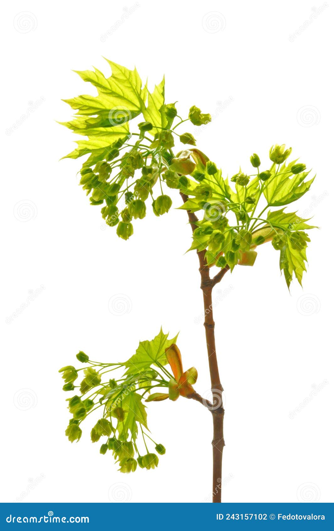 Spring Branches of a Flowering Maple Tree with Young Leaves Close-up on ...