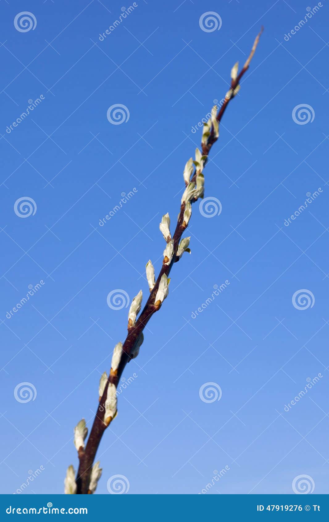 Spring branches stock photo. Image of spring, growth - 47919276