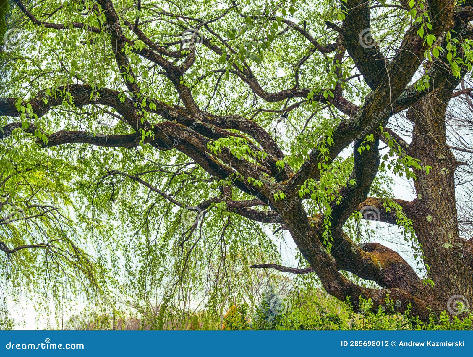 Spring Branches stock photo. Image of brunswick, east - 285698012
