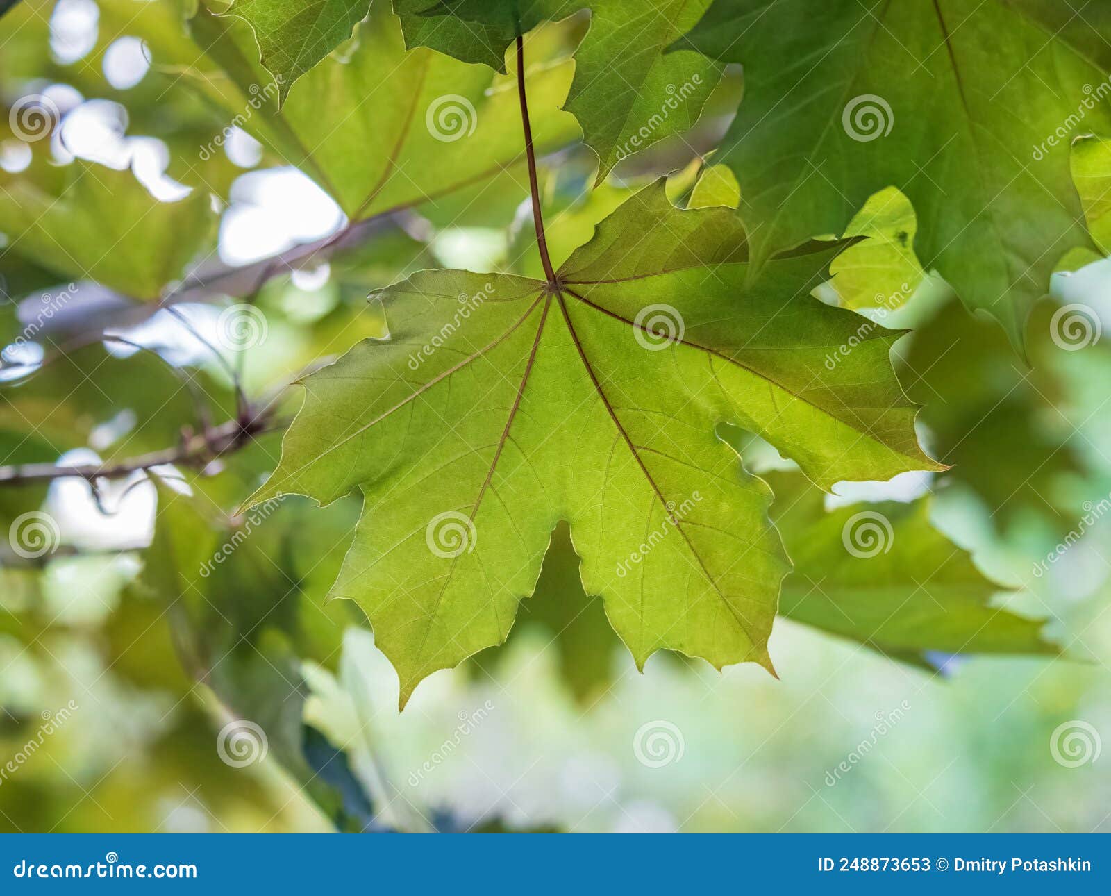Spring Branches of Maple Tree with Fresh Green Leaves Stock Image ...