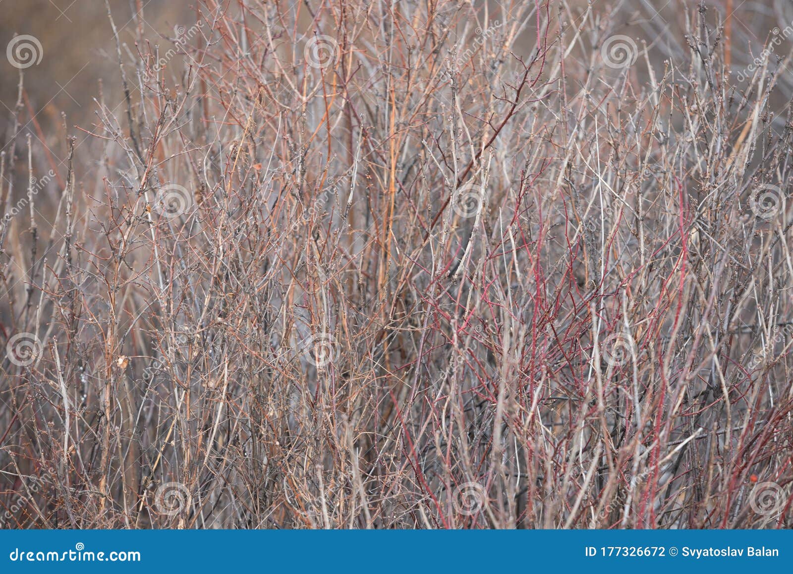 Trees With No Branches Stock Photography | CartoonDealer.com #139040780