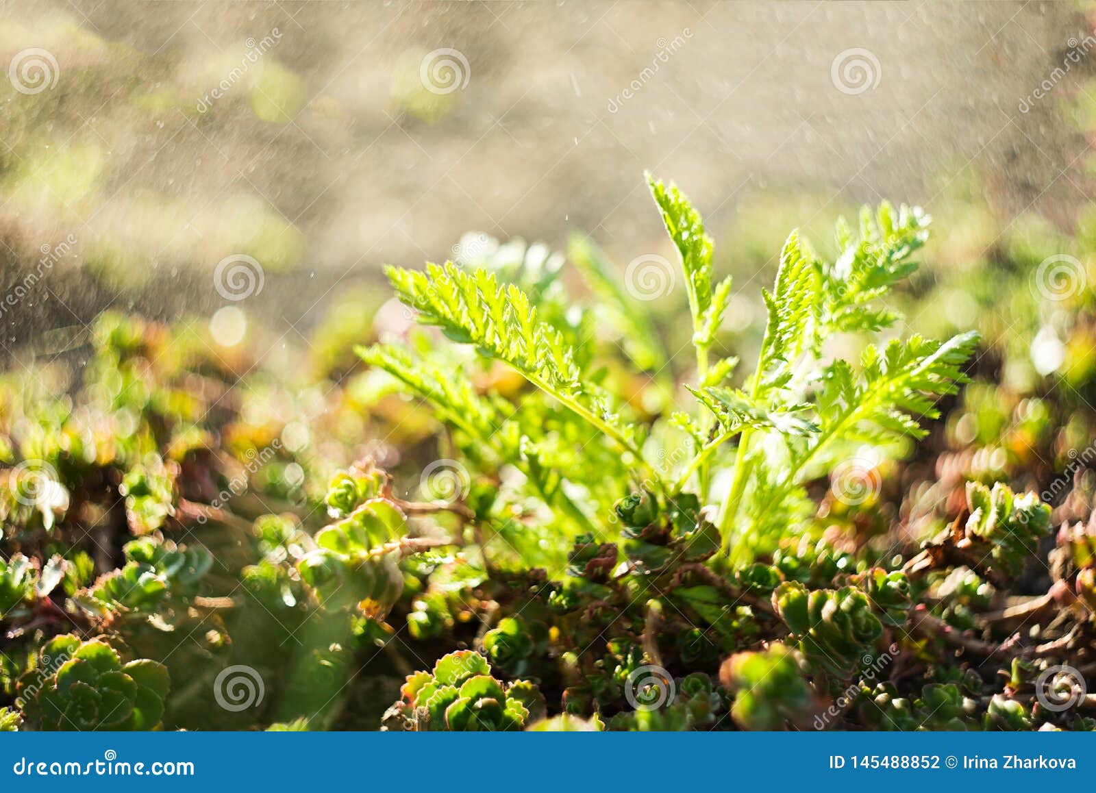 Spring Branches Under Rain Splashes with, Small Green Leaves, Selective ...