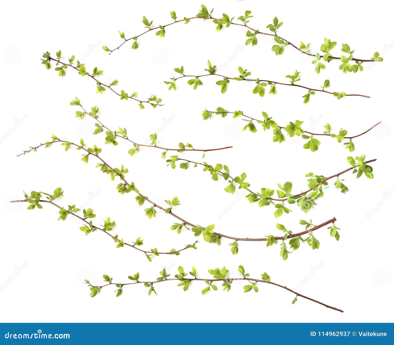 Green Tree Branches Isolated on White Background. Stock Image - Image ...