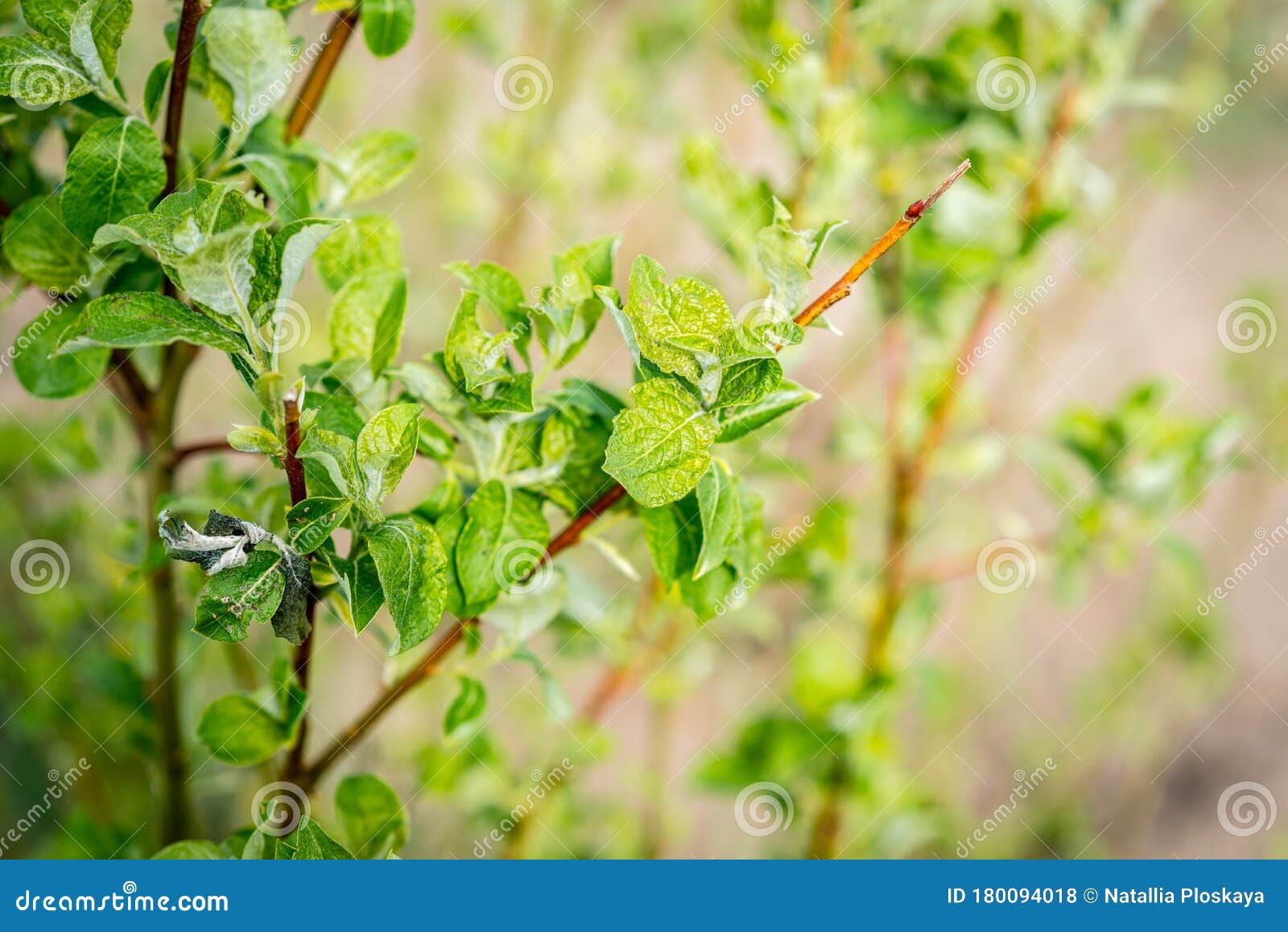 Spring. Branches of Young Tree Stock Photo - Image of branch, foliage ...