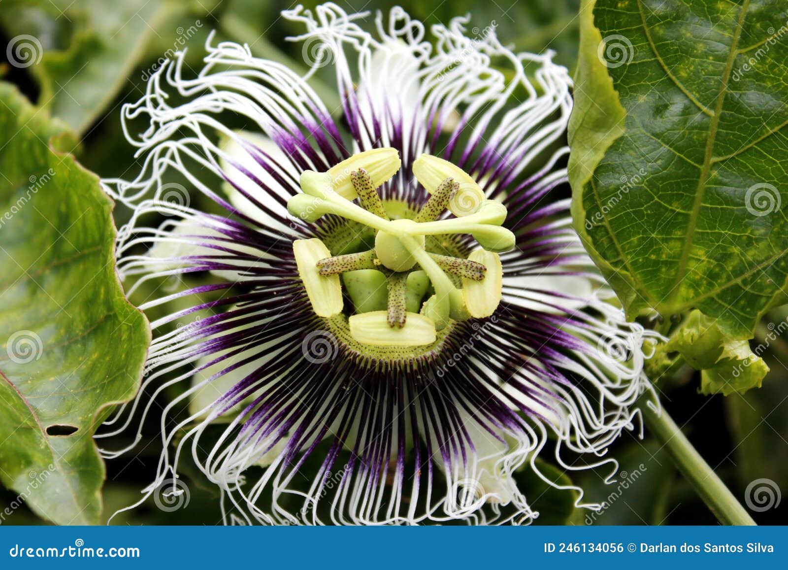 In the Spring of Brazil a Passion Flower Opens Stock Photo - Image of ...