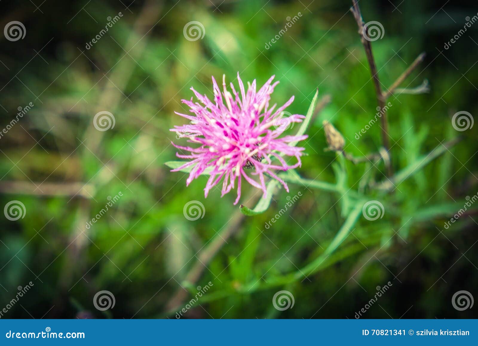 Spring break stock image. Image of nature, flower, pink - 70821341