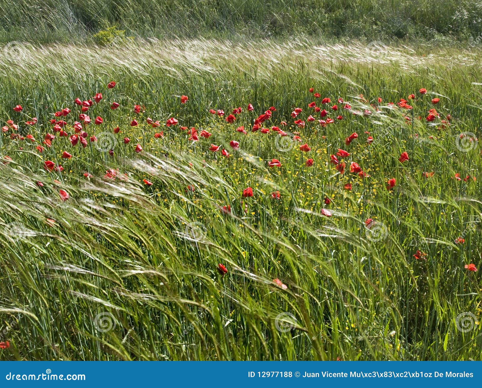 Spring Breeze stock photo. Image of vegetation, poppies - 12977188