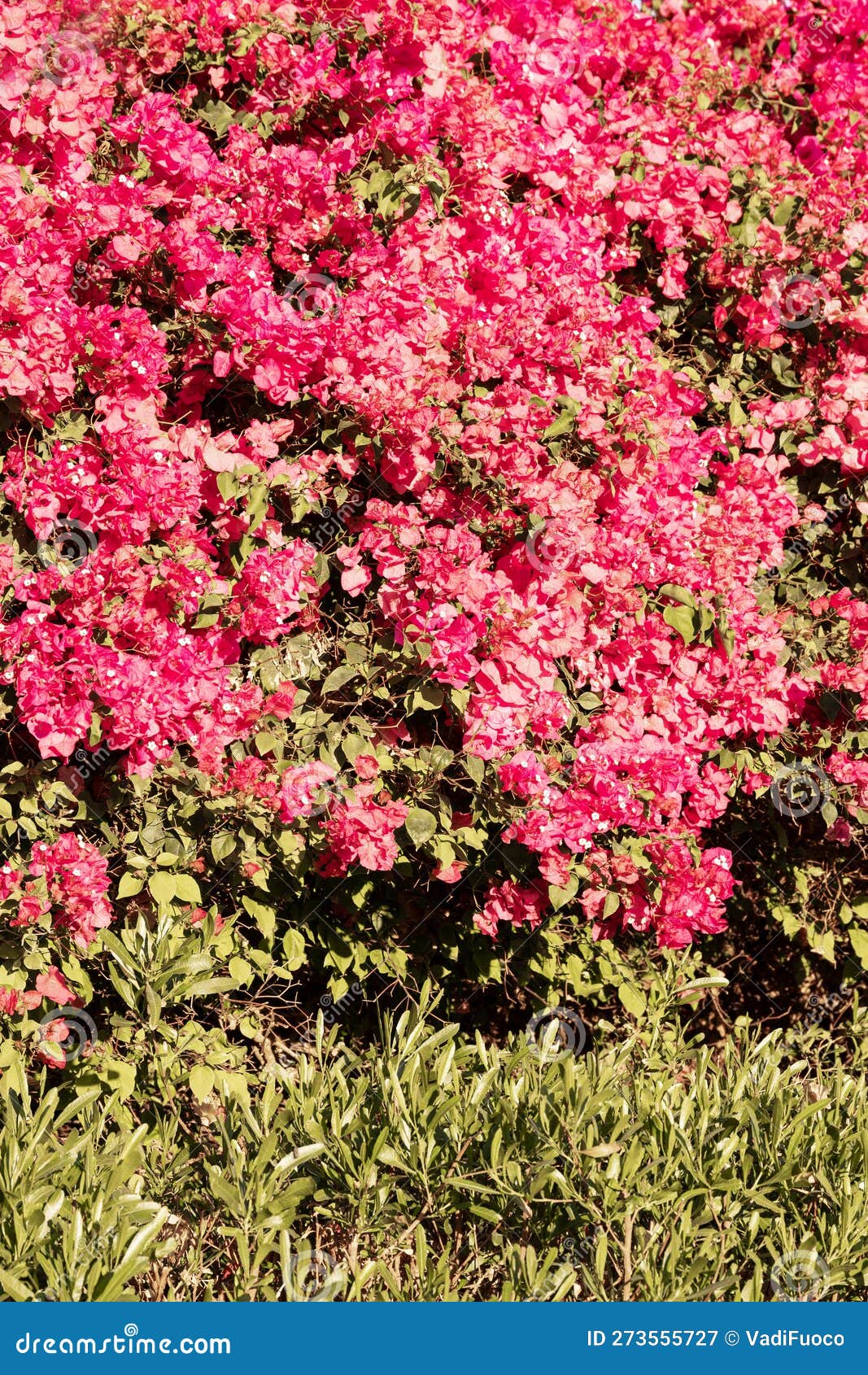 Spring, Bright Red Rose Flowers, Vertical Background Stock Image ...