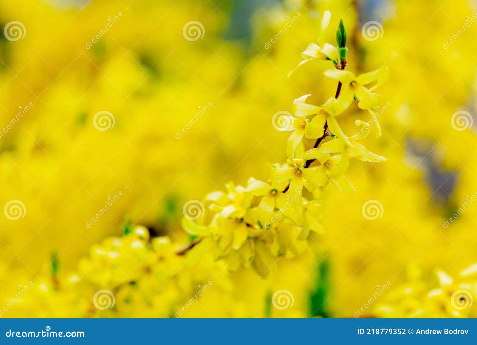 Spring Bright Yellow of Blooming Forsythia Stock Photo - Image of ...