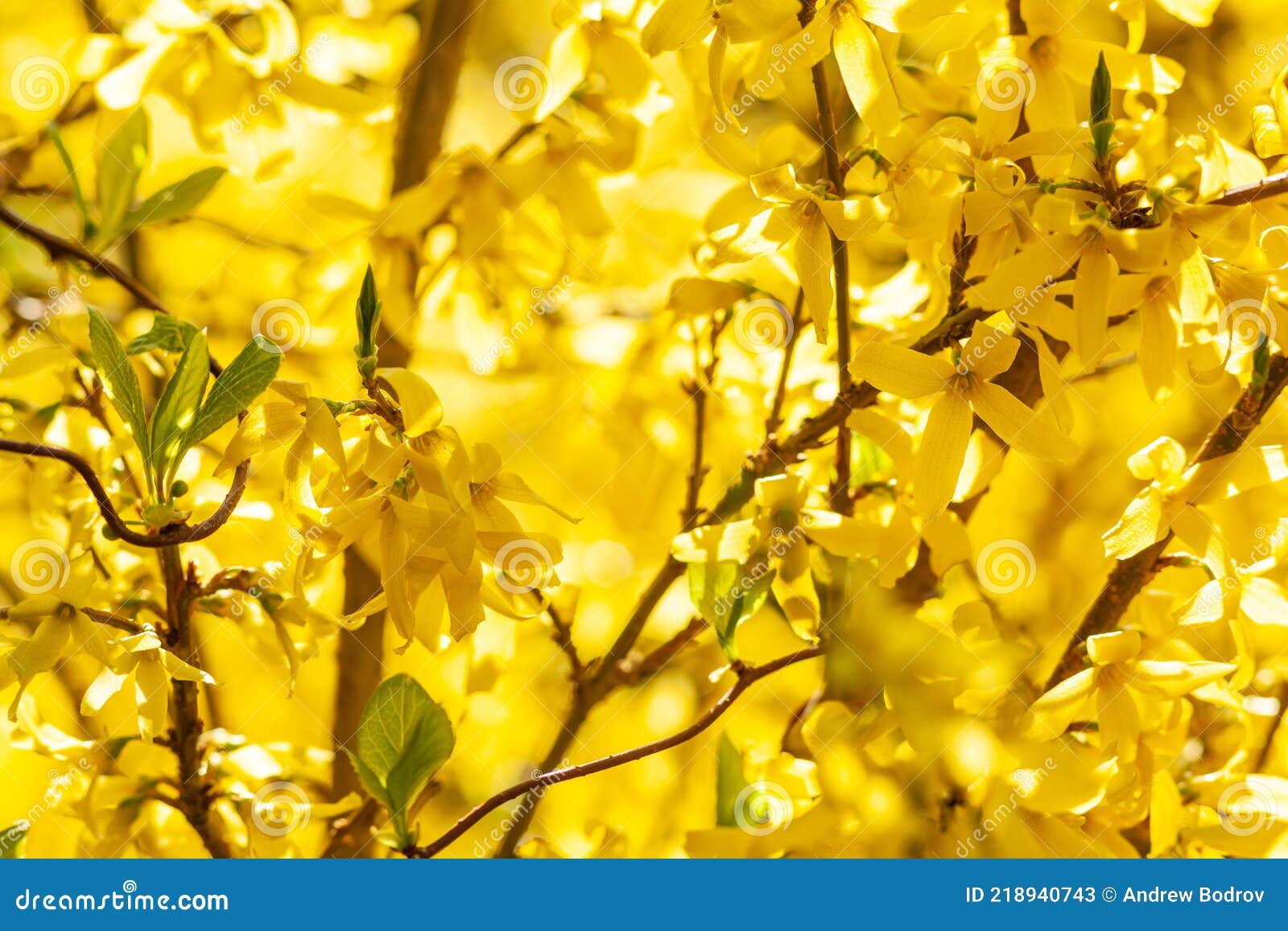 Spring Bright Yellow of Blooming Forsythia Stock Image - Image of ...